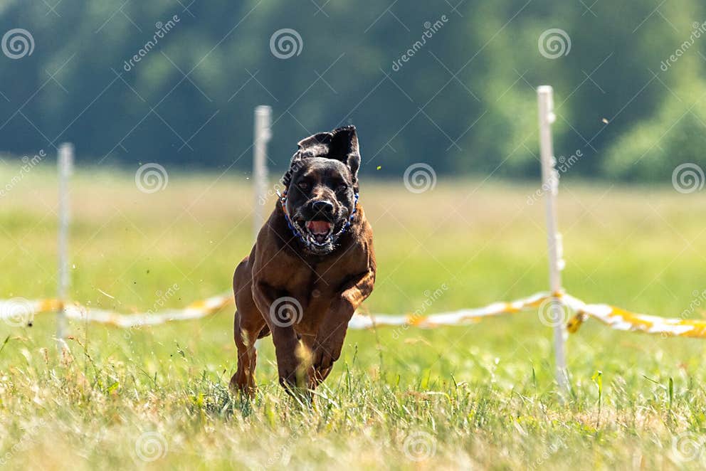 Cane Corso Running Across the Field Stock Image - Image of corso ...