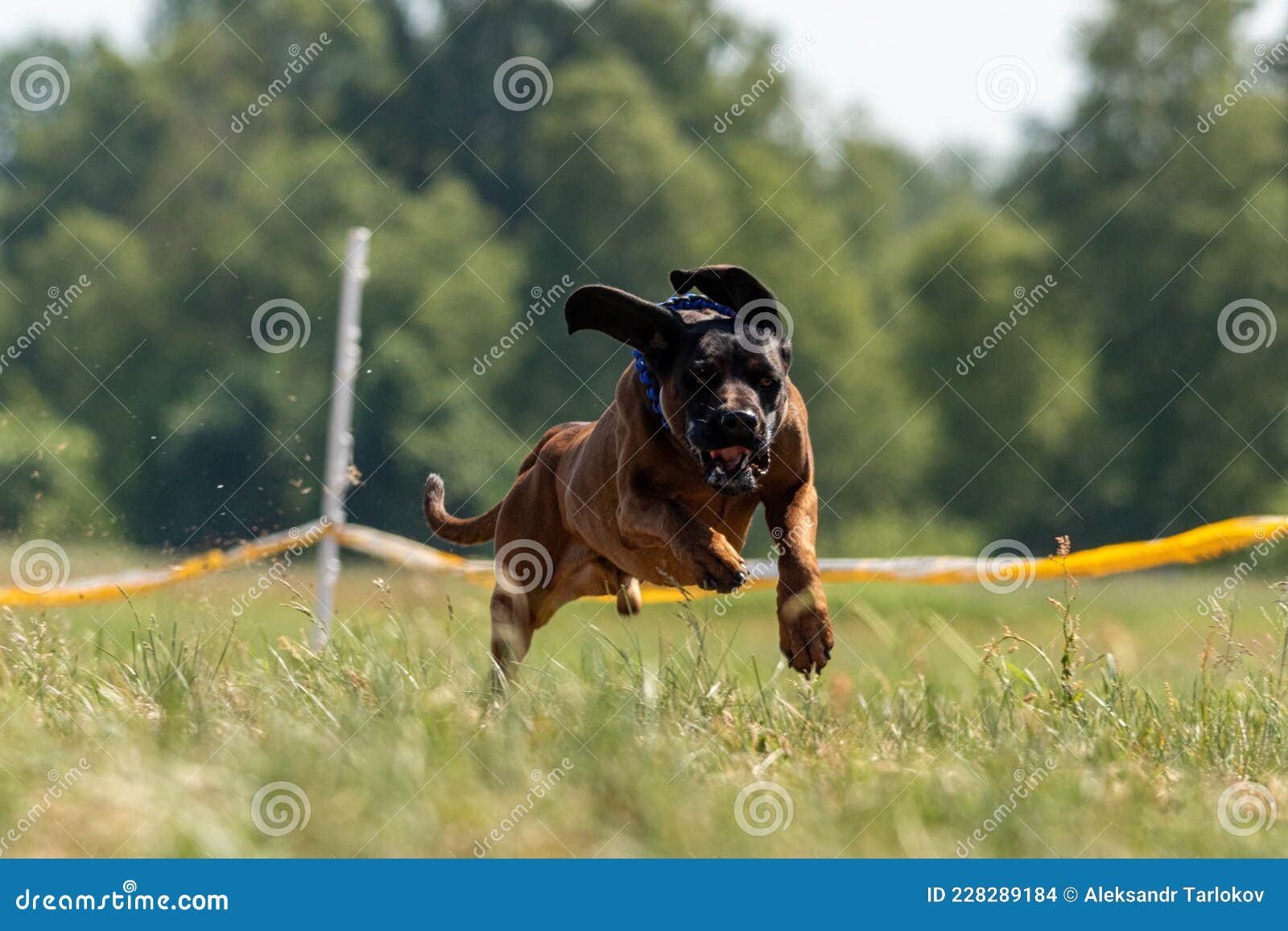 Cane Corso Running Across the Field Stock Photo - Image of agility ...
