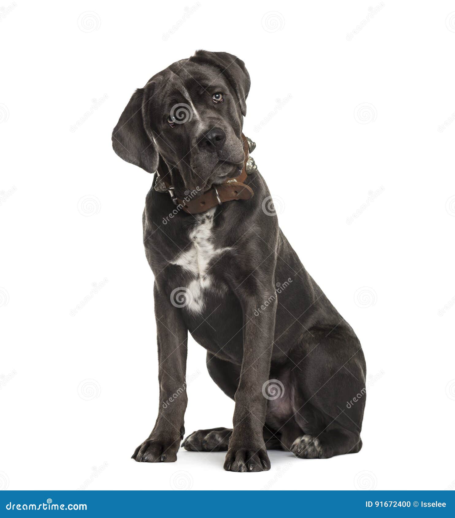 Cane Corso Sitting and Bending Head, Isolated Stock Photo - Image of ...