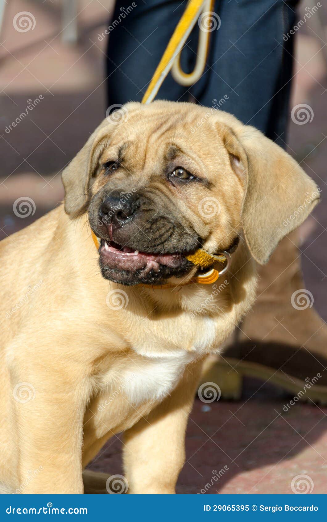 Cane Corso with a smile stock image. Image of ears, teeth - 29065395