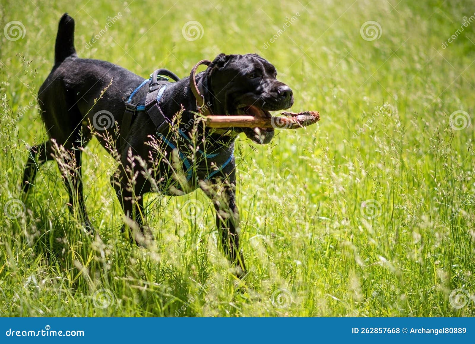 Cane Corso with a Stick in His Teeth Runs through the Grass Stock Photo ...