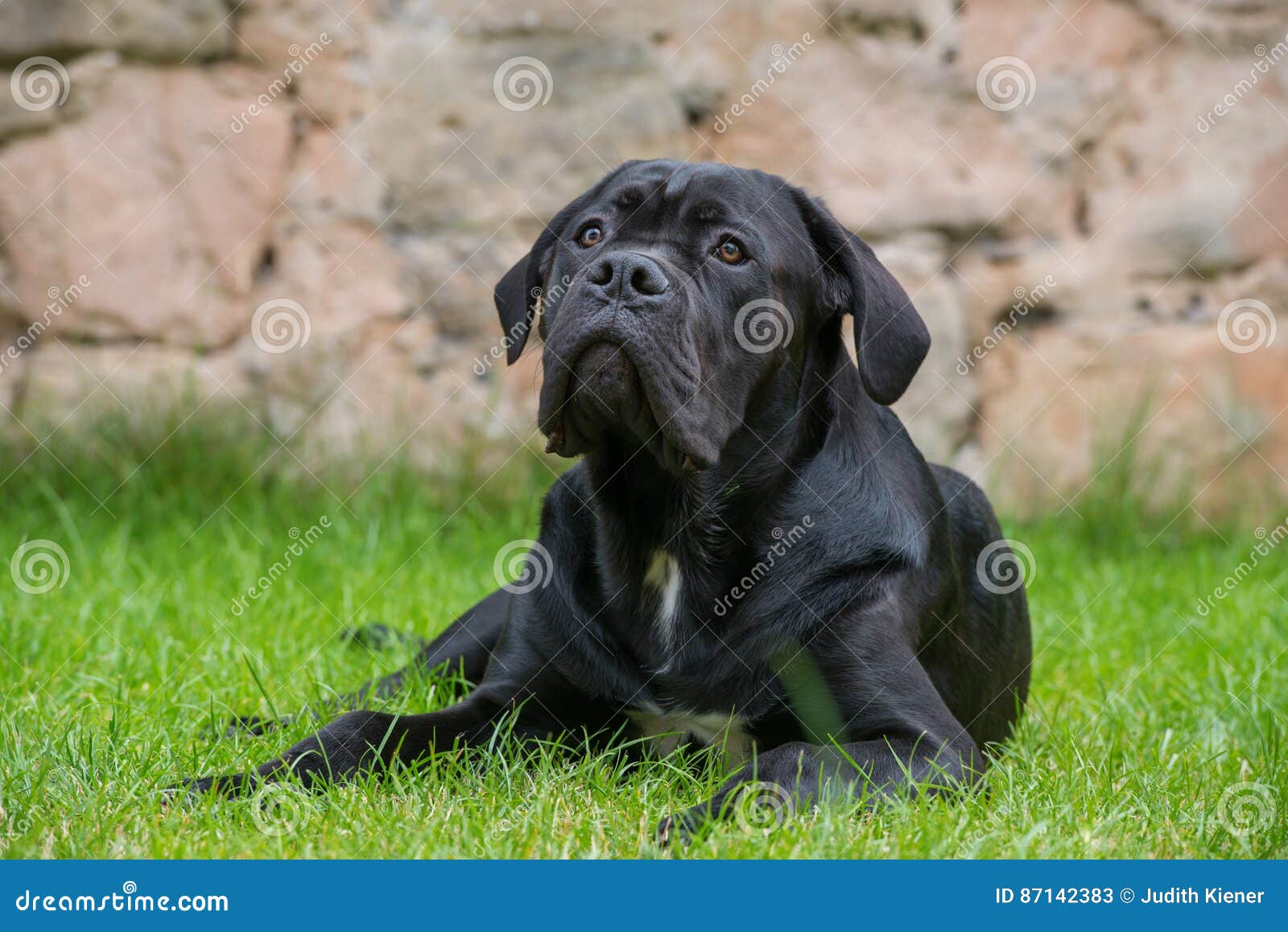 Cane Corso stock image. Image of nature, cute, cane, obedience - 87142383