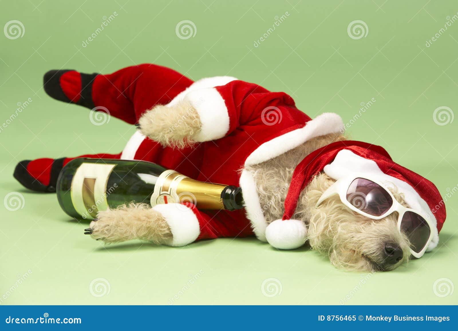 Cane in Costume Della Santa Immagine Stock - Immagine di umore, festivo ...