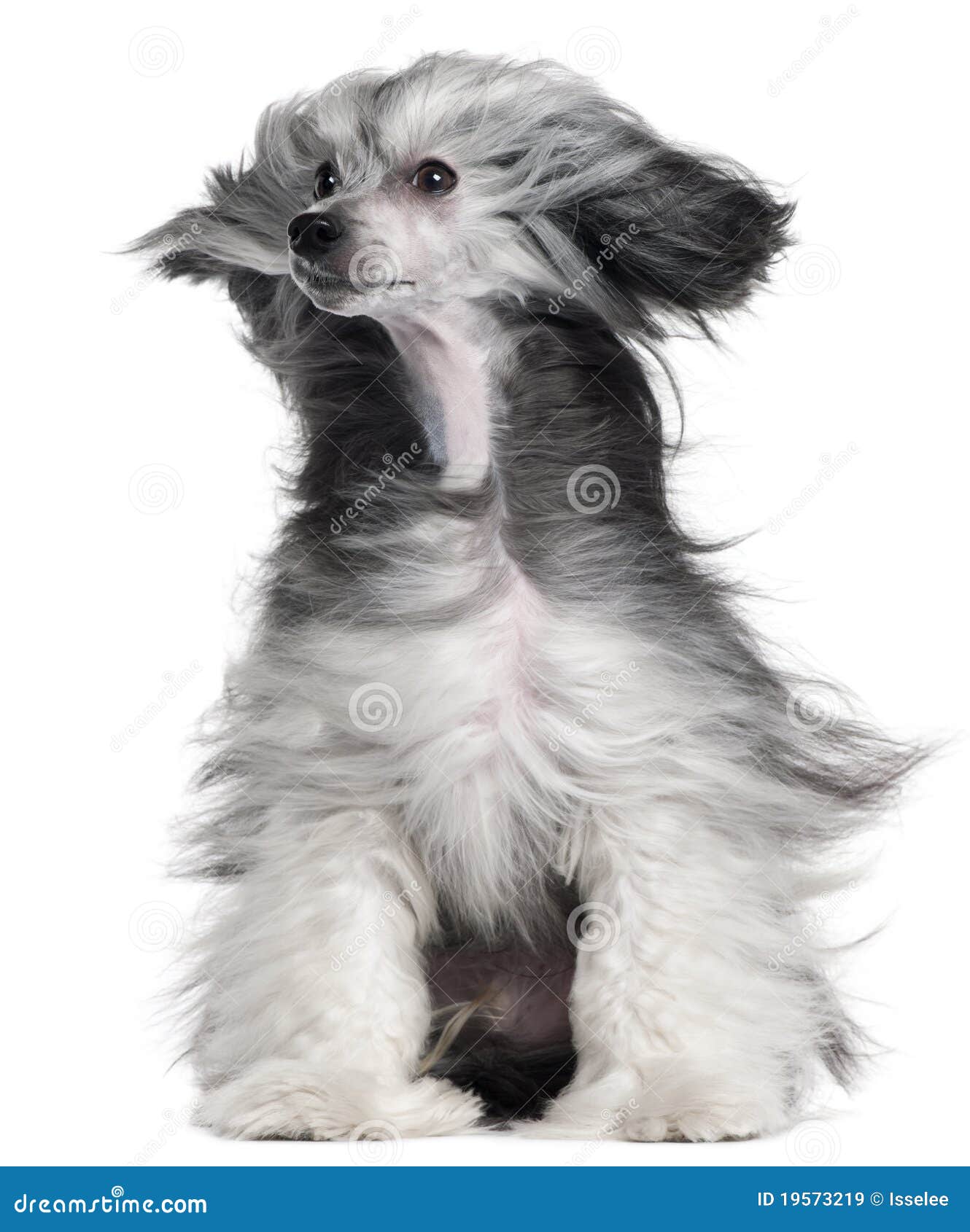 Cane Crestato Cinese, 15 Mesi Immagine Stock - Immagine di pets ...