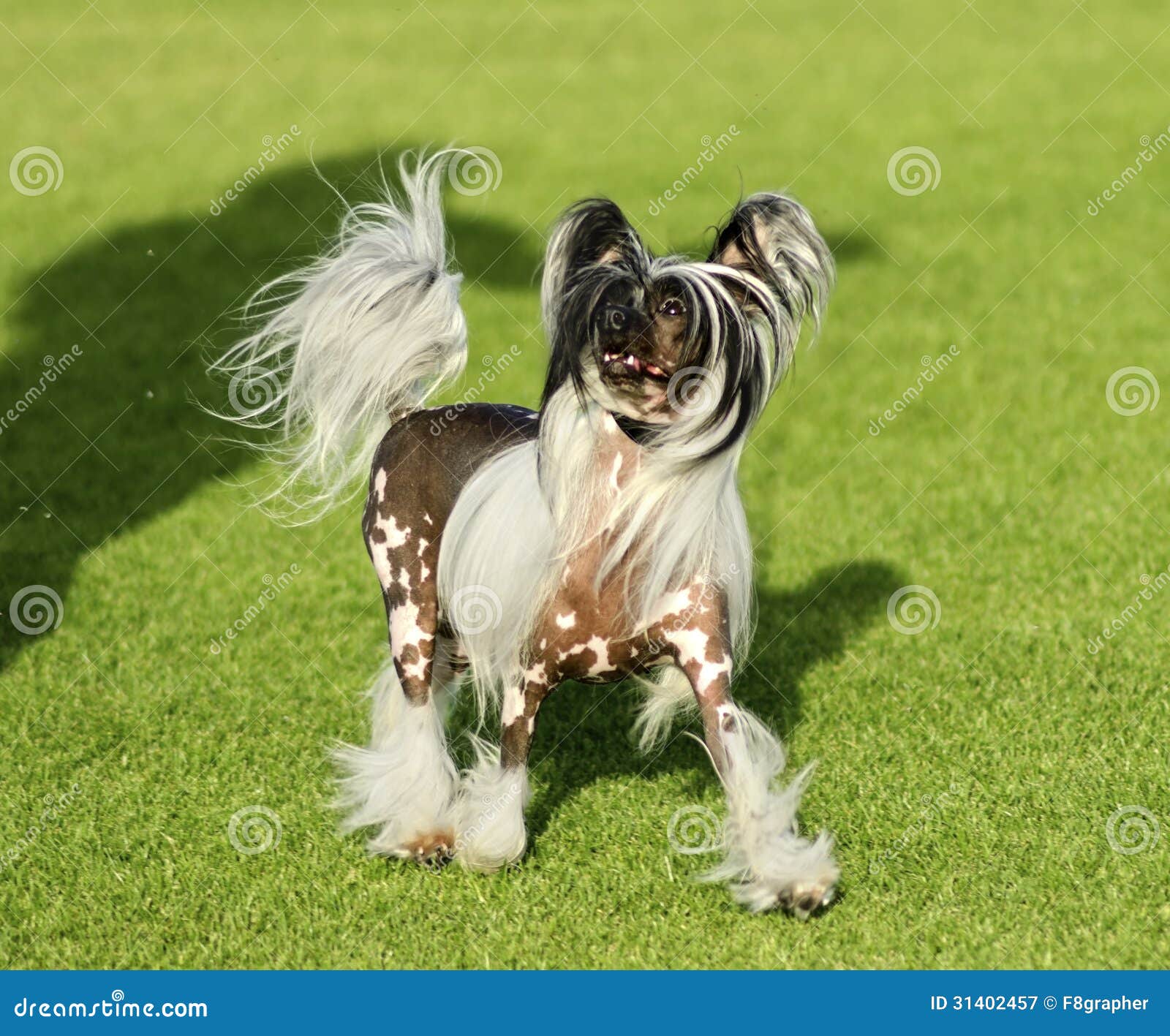 Cane crestato cinese immagine stock. Immagine di canile - 31402457