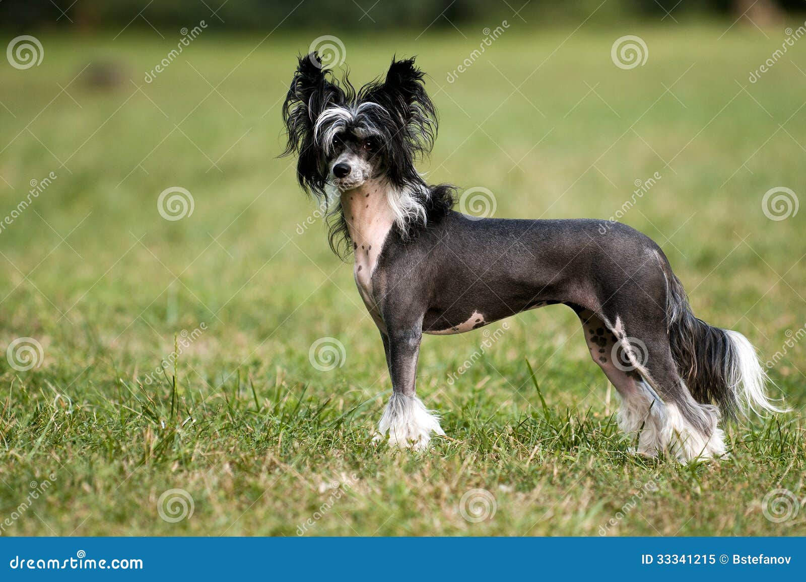 Cane crestato cinese immagine stock. Immagine di sorriso - 33341215