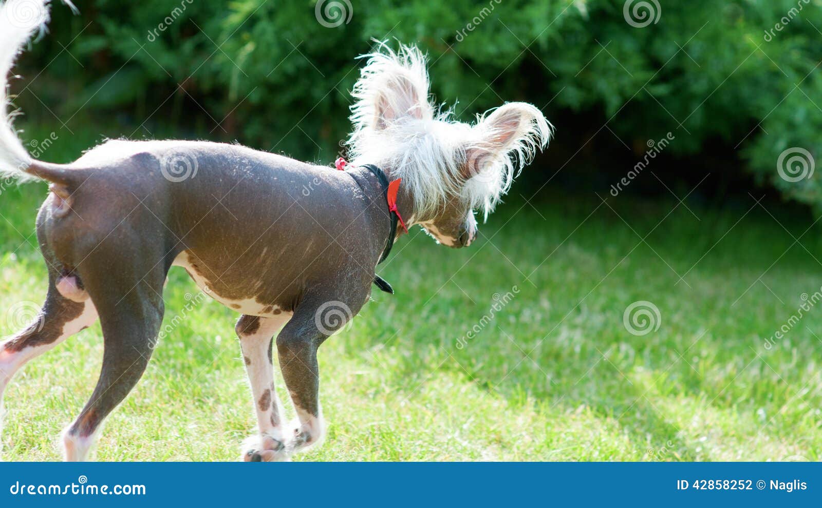 Cane crestato cinese fotografia stock. Immagine di marrone - 42858252