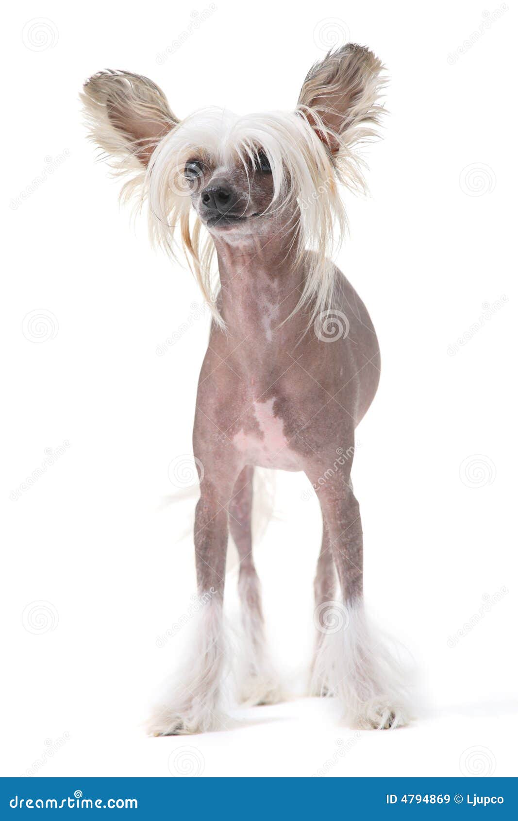 Cane crestato cinese immagine stock. Immagine di isolato - 4794869