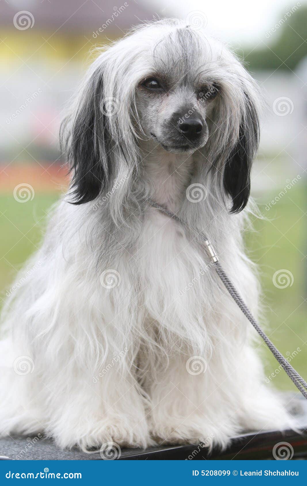 Cane crestato cinese immagine stock. Immagine di leale - 5208099