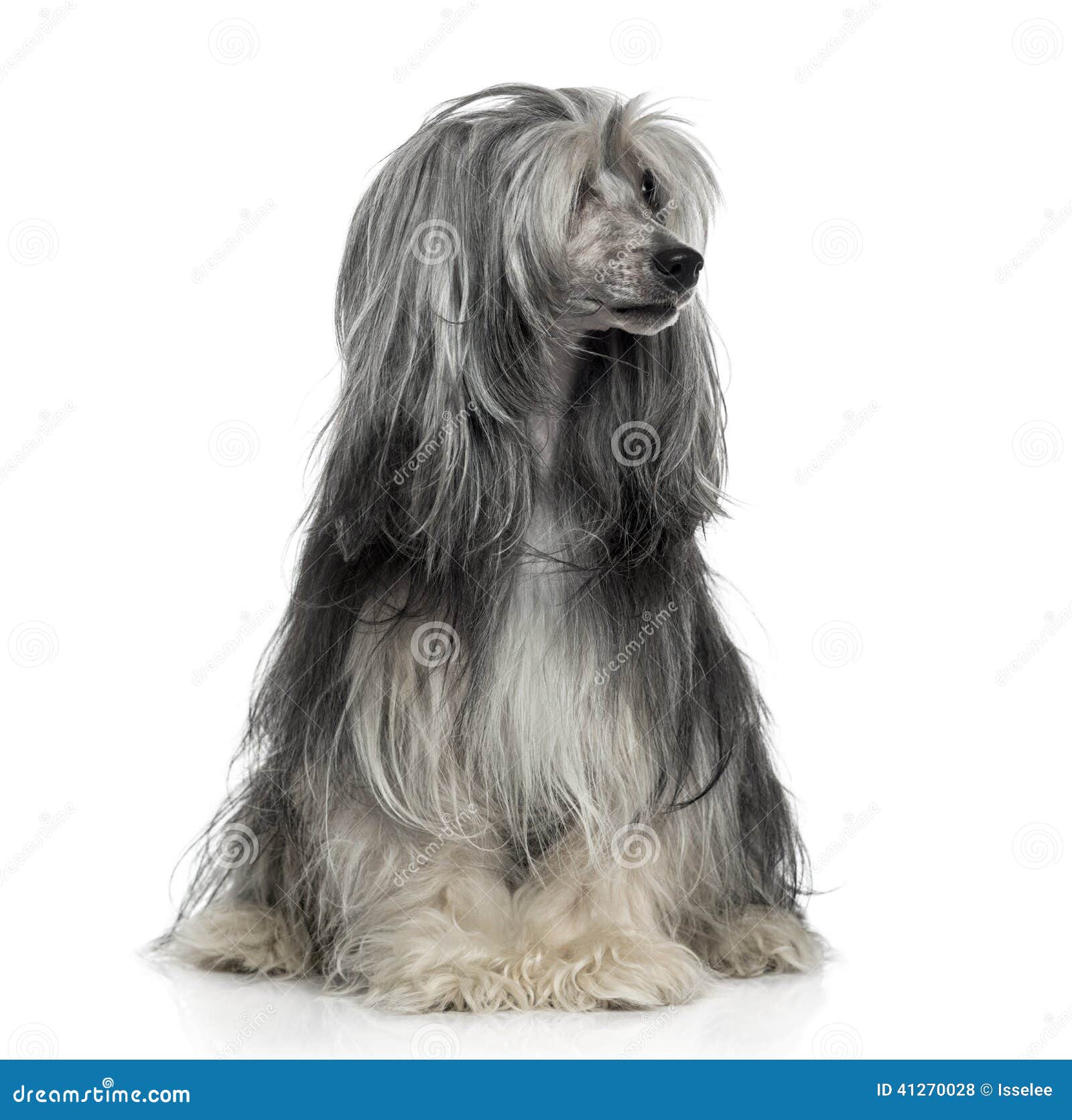 Cane Crestato Cinese Di Powderpuff Fotografia Stock - Immagine di ...