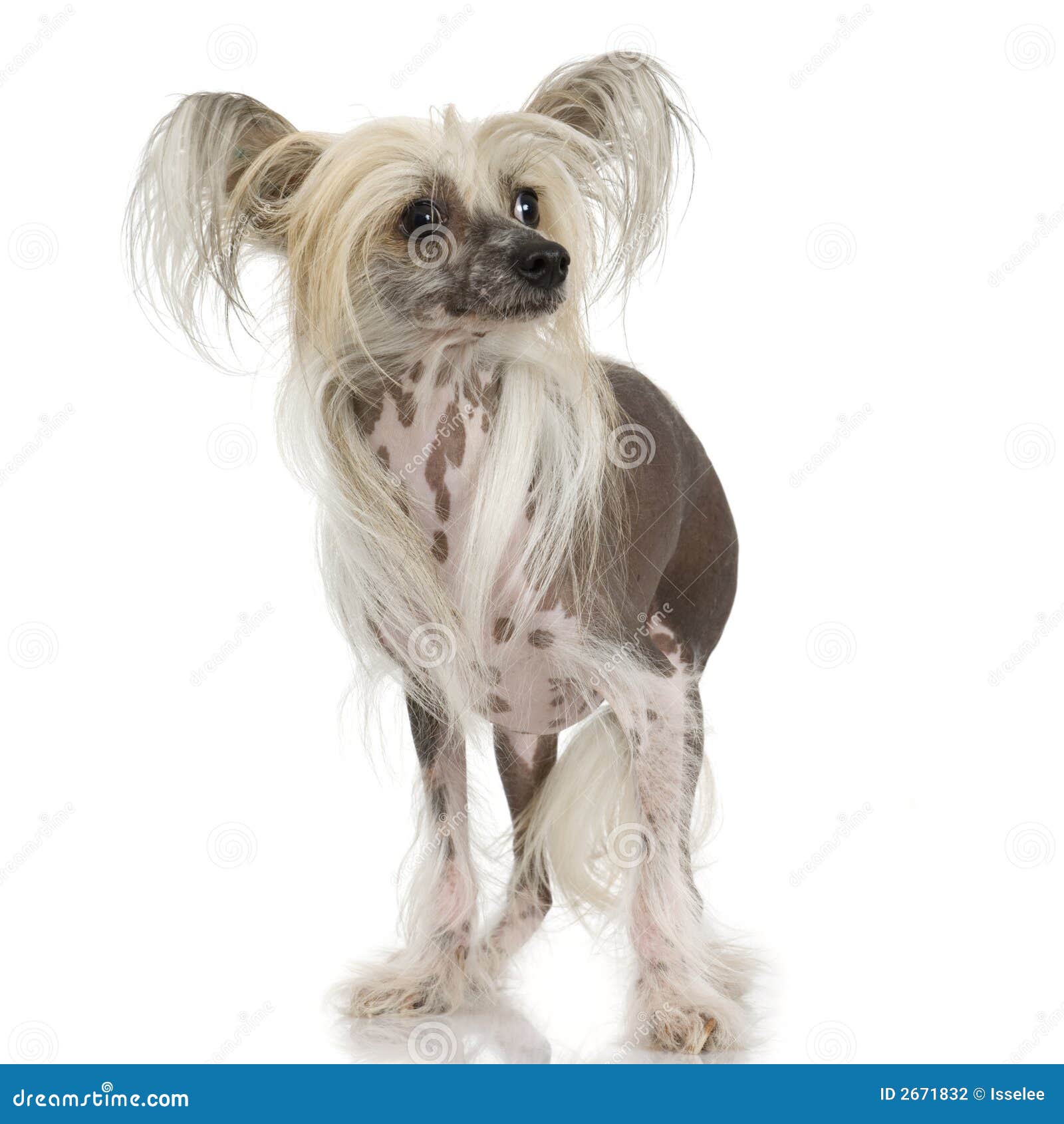 Cane Crestato Cinese - Hairless Fotografia Stock - Immagine di ...