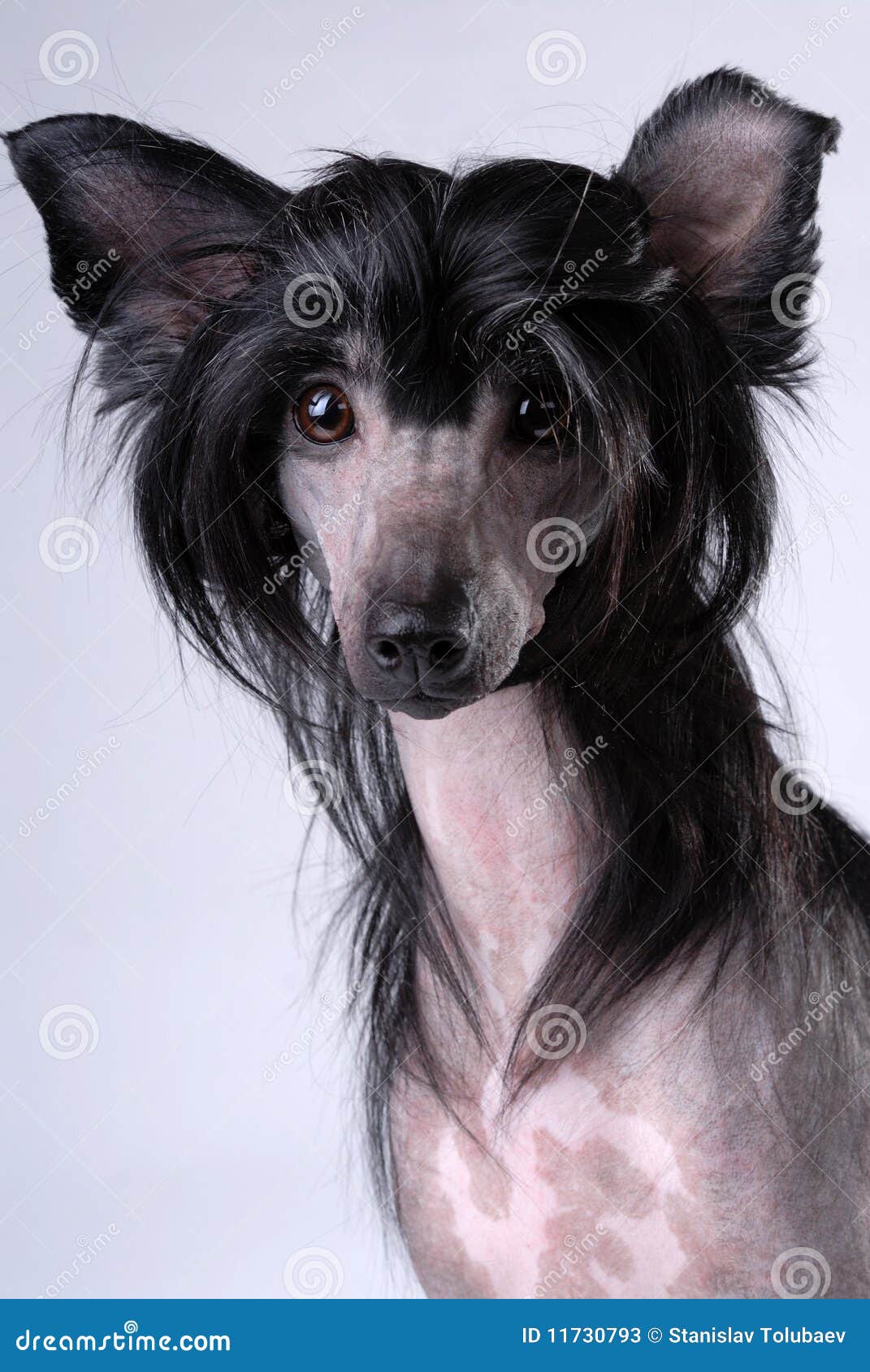 Cane crestato cinese nero immagine stock. Immagine di punto - 11730793