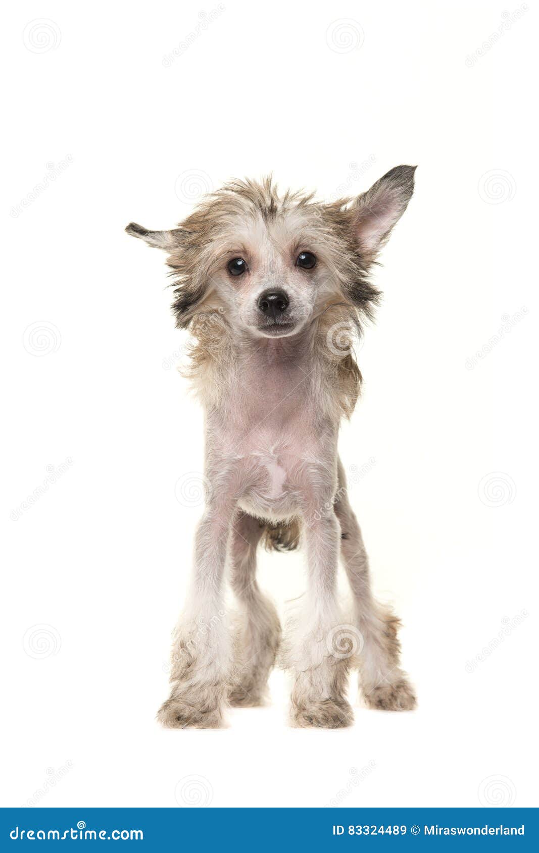 Cane Crestato Cinese Nudo Diritto Biondo Sveglio Immagine Stock ...