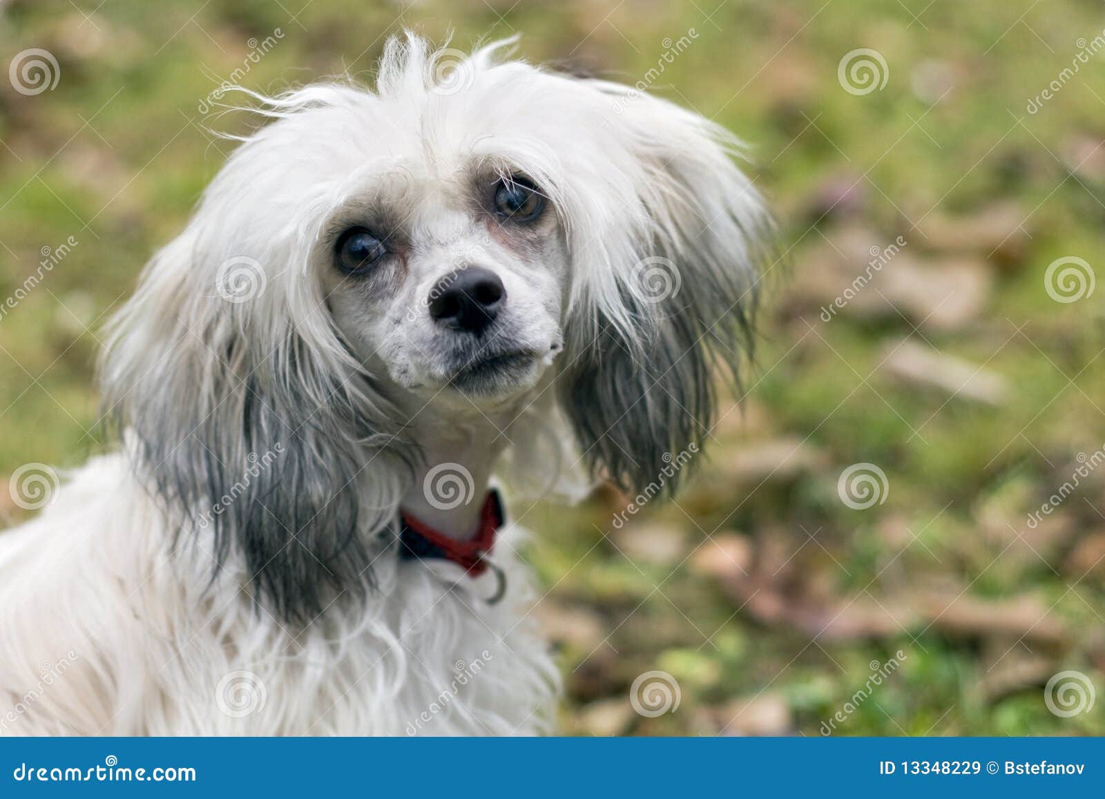 Cane Crestato Cinese - Powderpuff Immagine Stock - Immagine di ...
