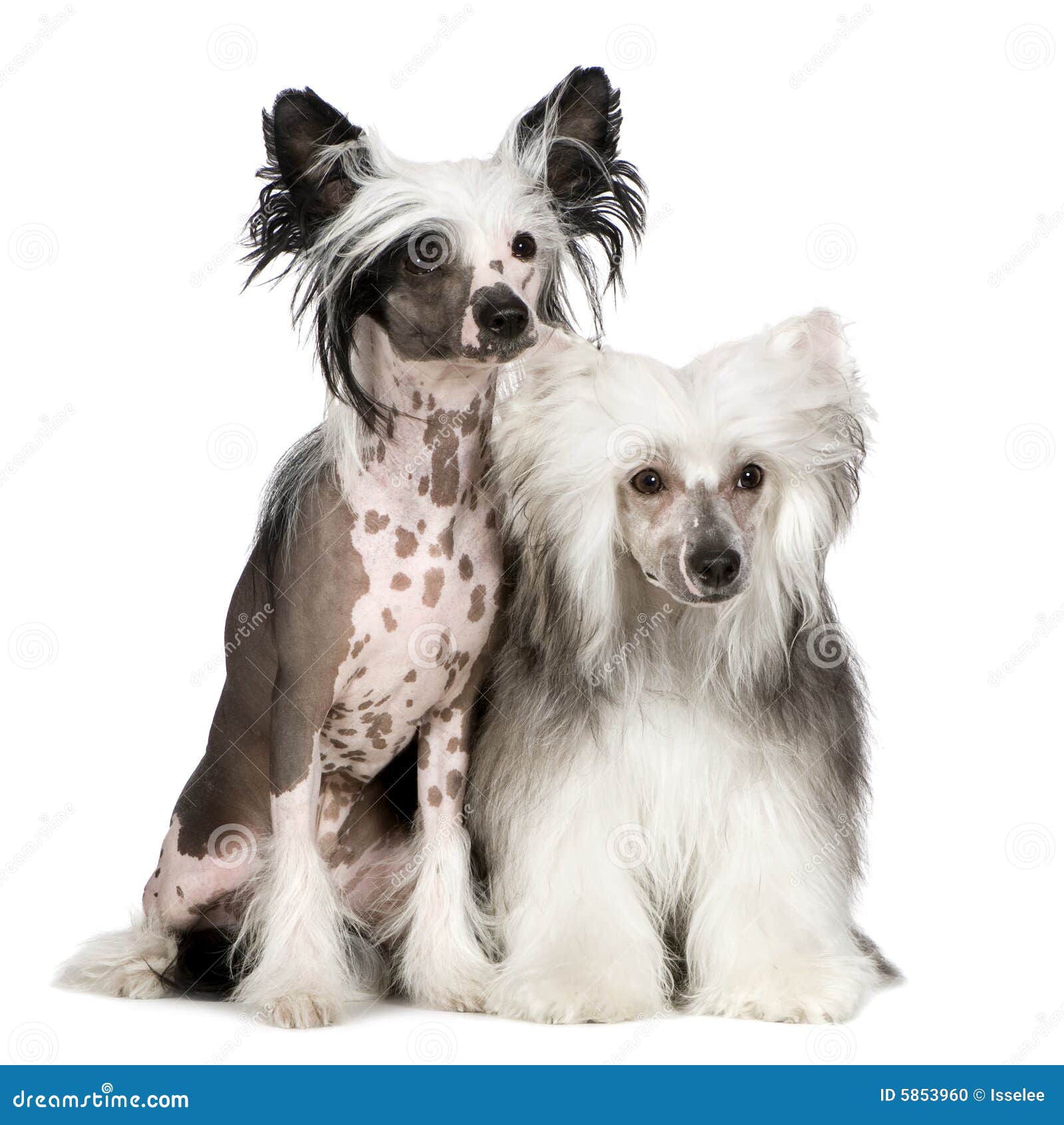 Cane Crestato Cinese - Powderpuff Fotografia Stock - Immagine di ...