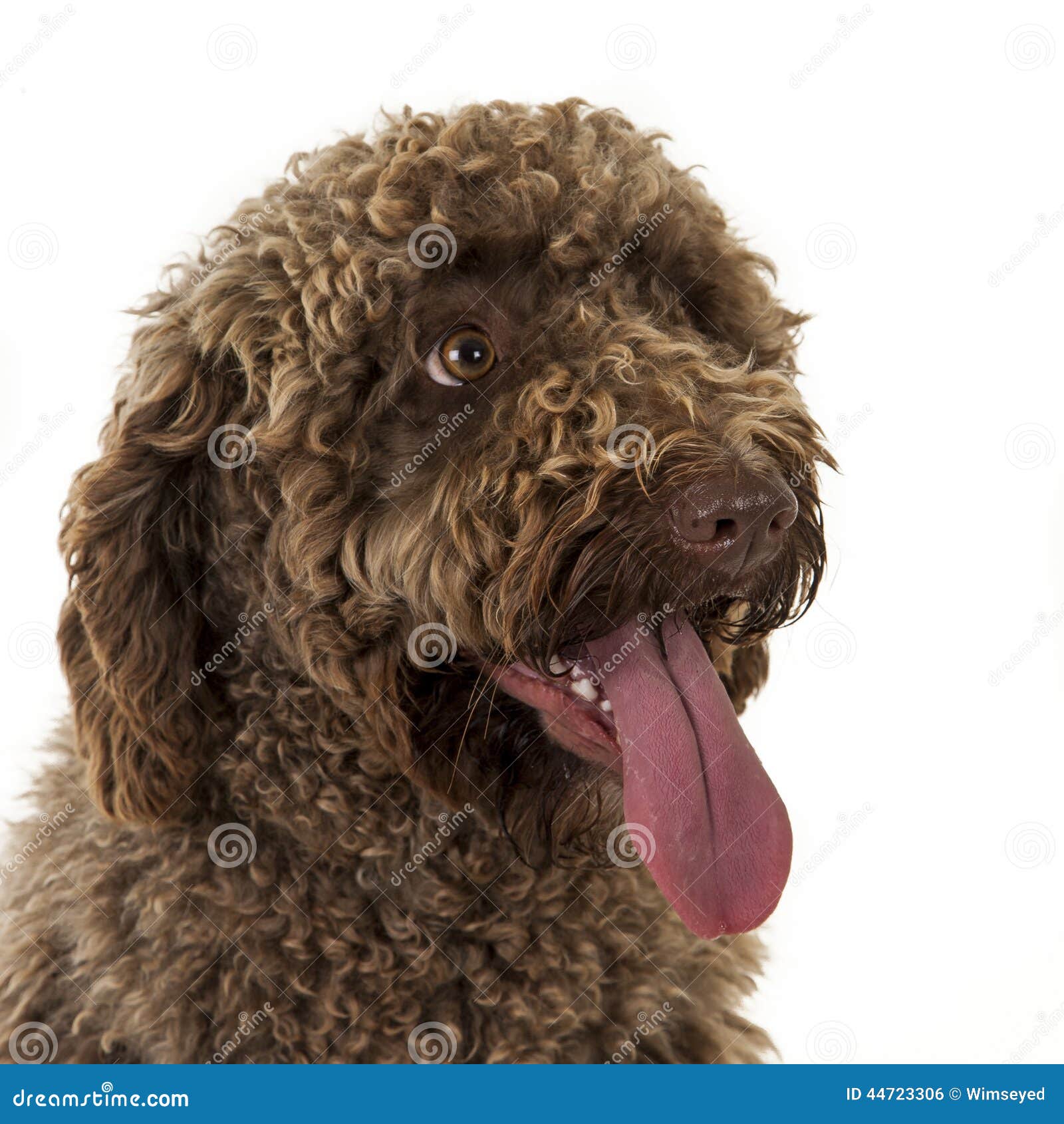 Cane Da Caccia in Palude Spagnolo Fotografia Stock - Immagine di ...