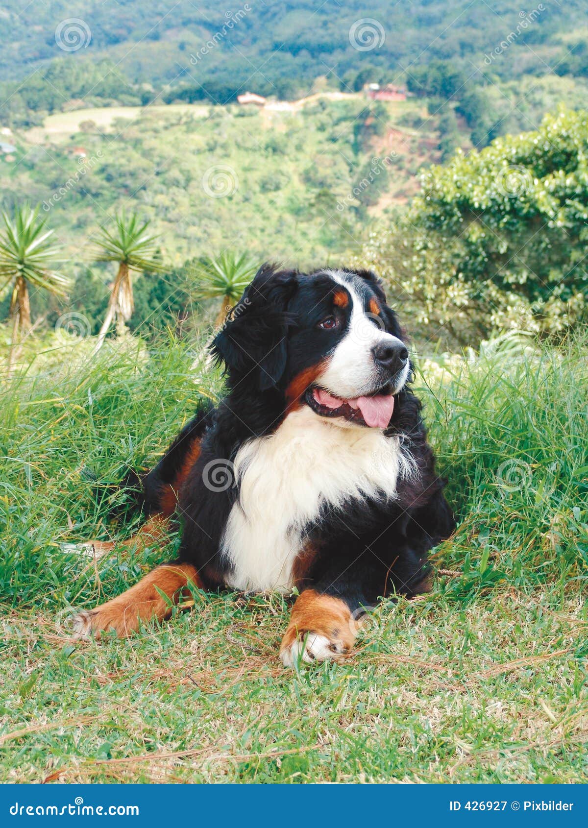 Cane Da Montagna Di Bernese Immagine Stock - Immagine di nave, montagna ...