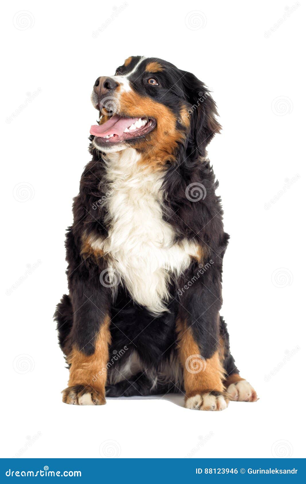 Cane Da Montagna Di Bernese Fotografia Stock - Immagine di canino ...
