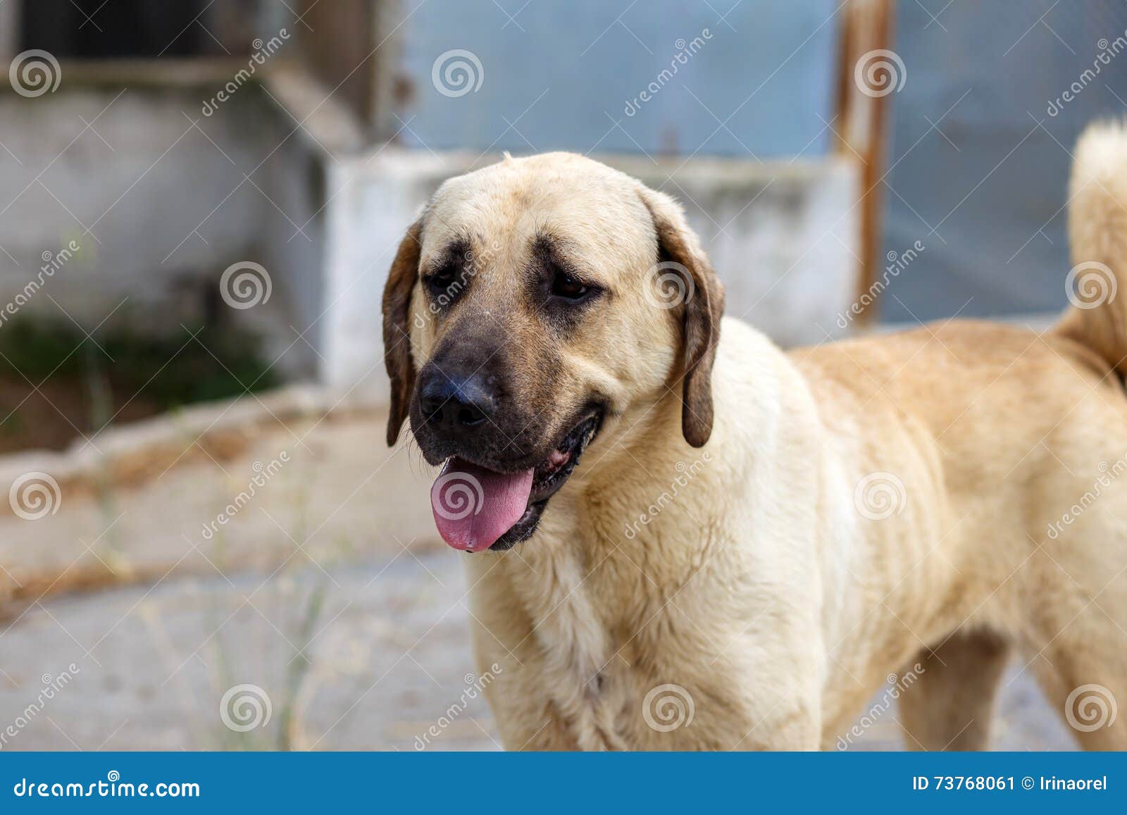 Cane da pastore kangal immagine stock. Immagine di cane - 73768061