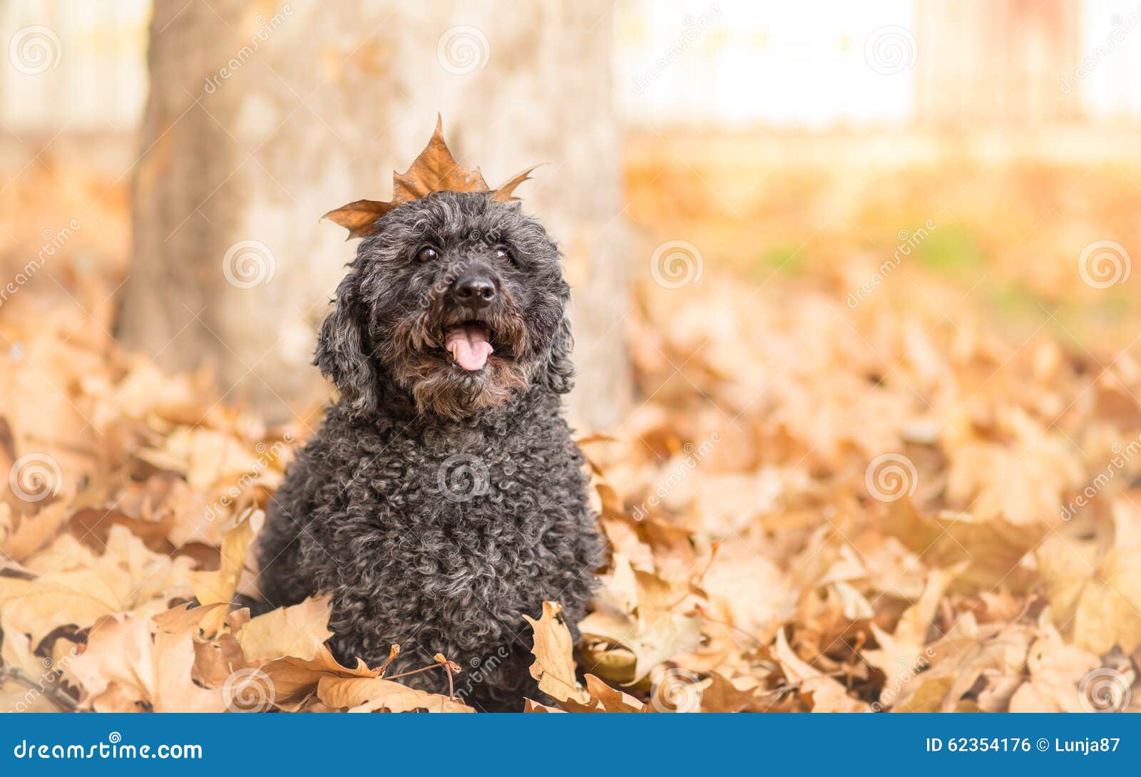 Cane Da Pastore Ungherese Puli Fotografia Stock - Immagine di governare ...