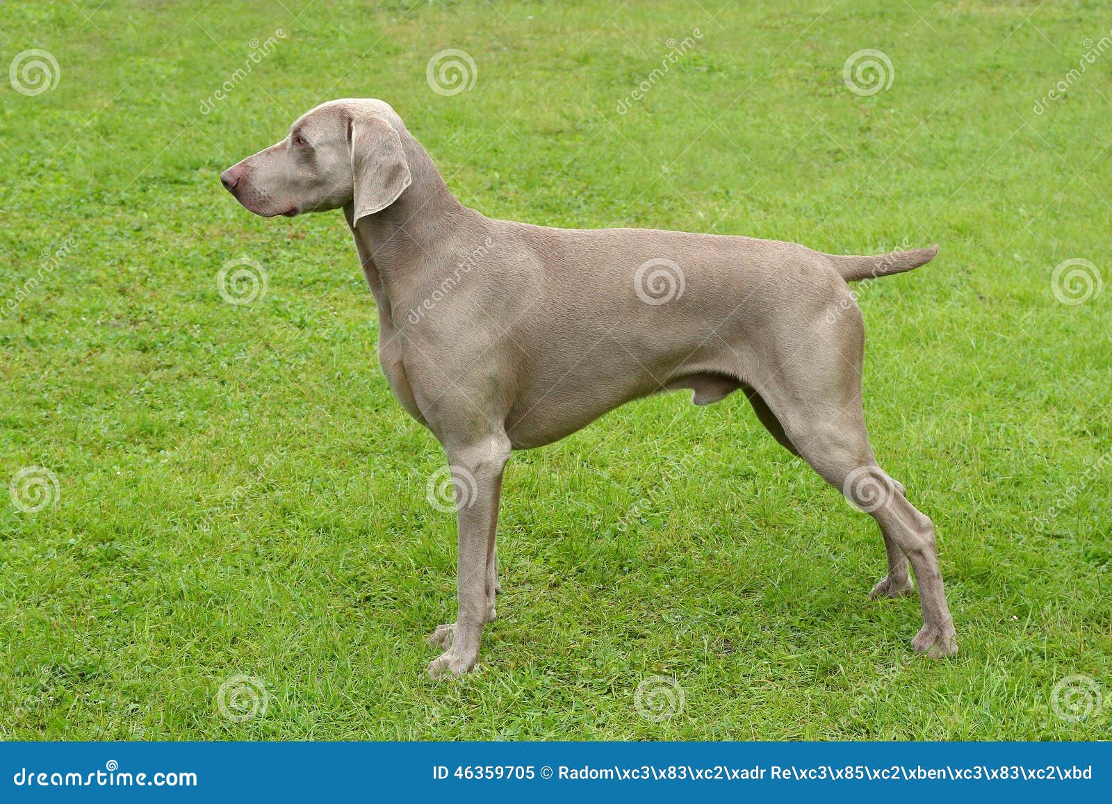 Cane Dai Capelli Corti Tipico Di Weimaraner Immagine Stock - Immagine ...
