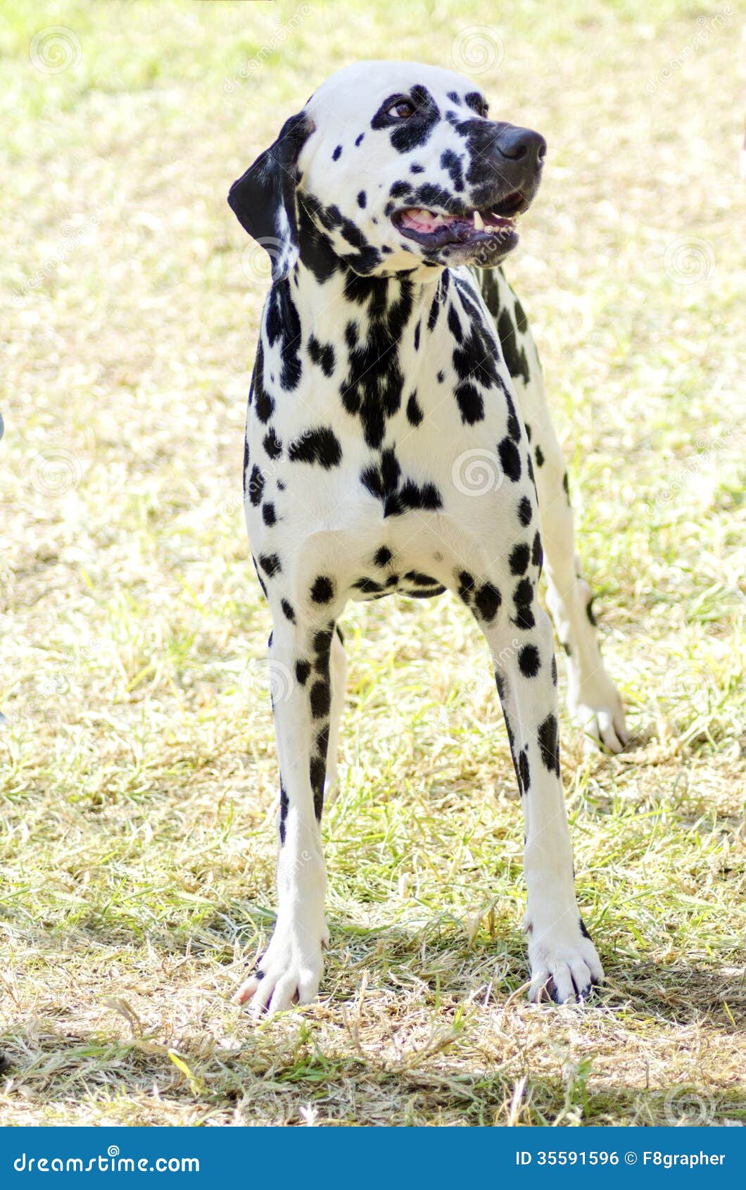 Cane dalmata fotografia stock. Immagine di allevato, vivace - 35591596