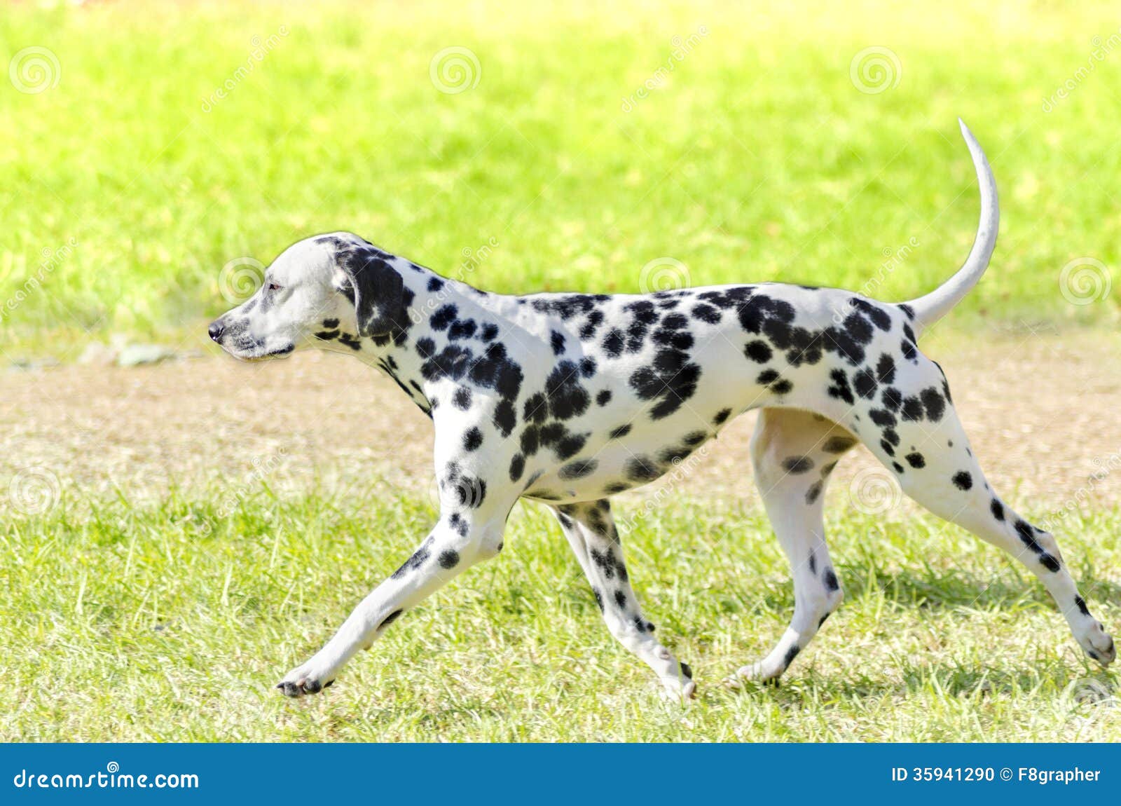 Cane dalmata fotografia stock. Immagine di protezione - 35941290