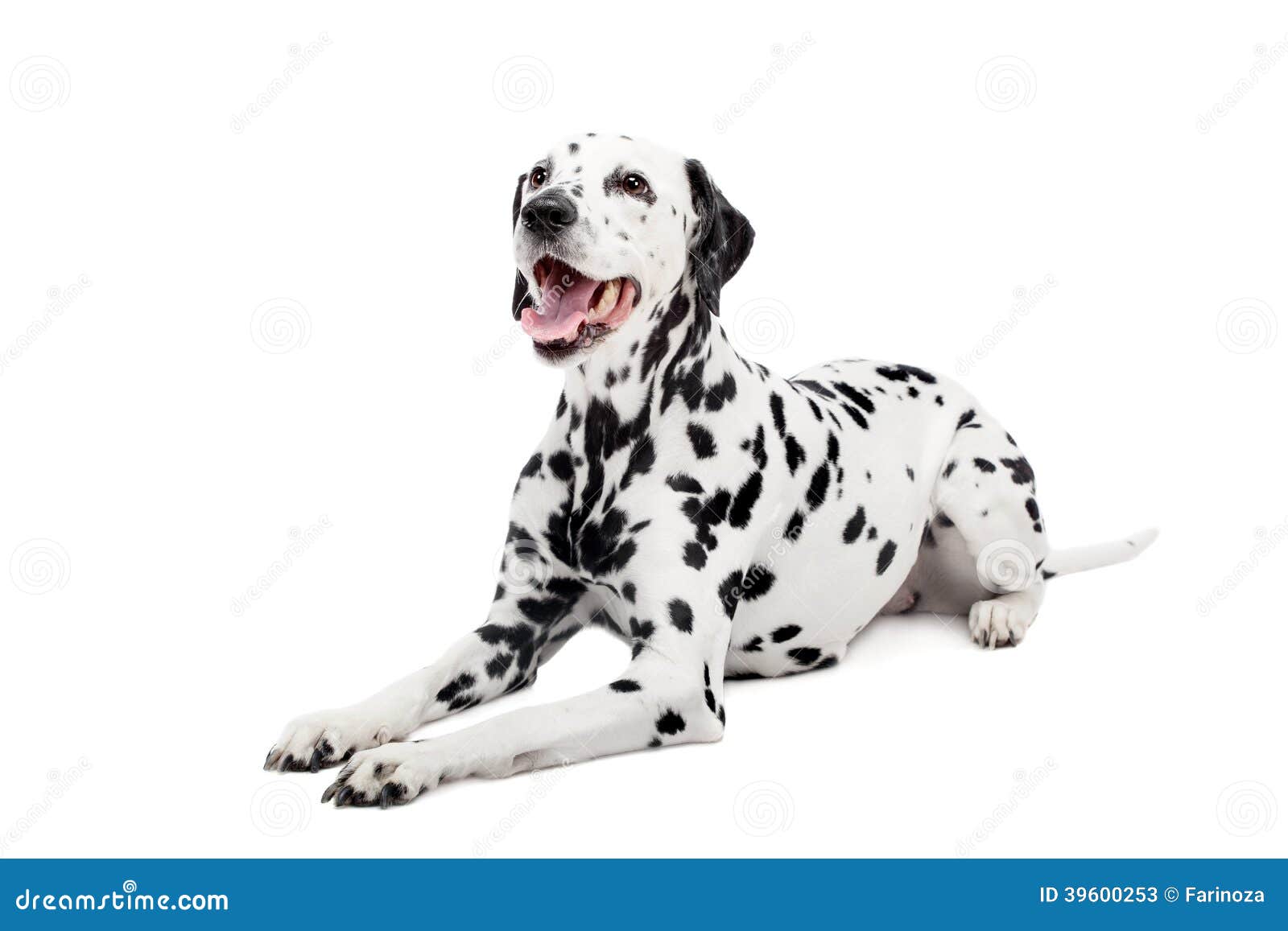 Cane Dalmata, Isolato Su Bianco Immagine Stock - Immagine di mammifero ...