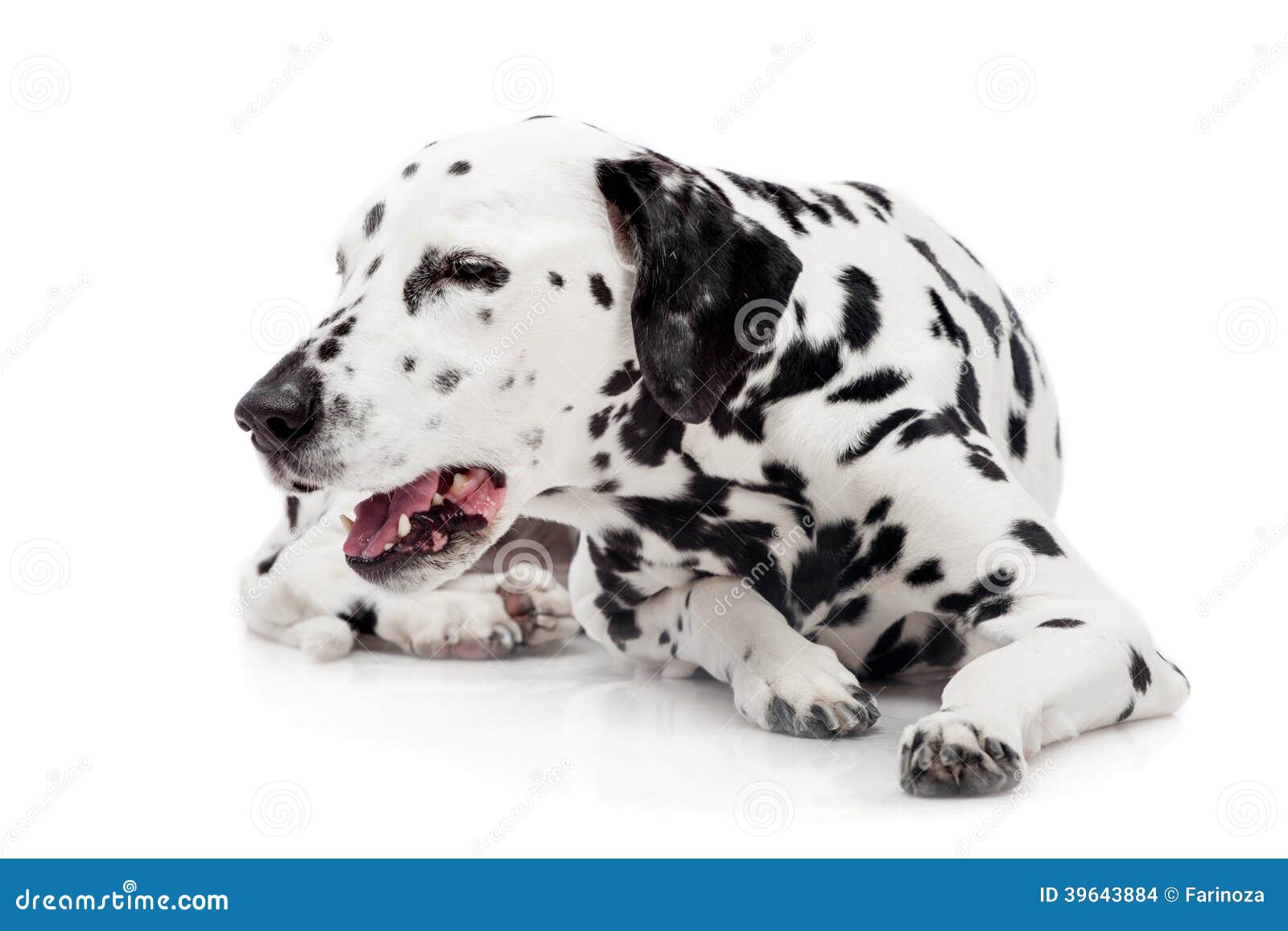 Cane Dalmata, Isolato Su Bianco Fotografia Stock - Immagine di carino ...