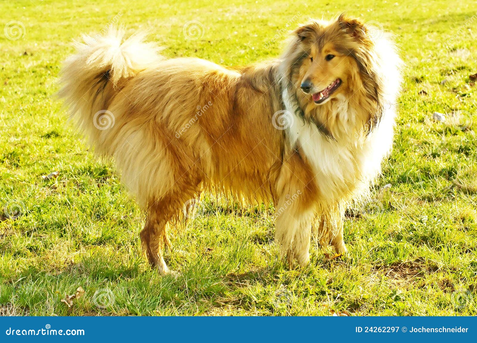 Cane del Collie immagine stock. Immagine di pedigree - 24262297