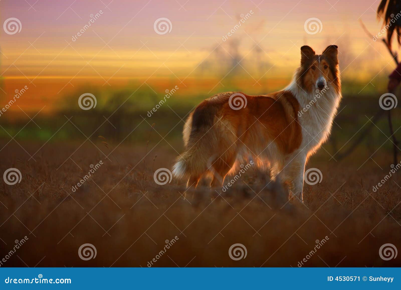 Cane del Collie immagine stock. Immagine di razza, mutanda - 4530571