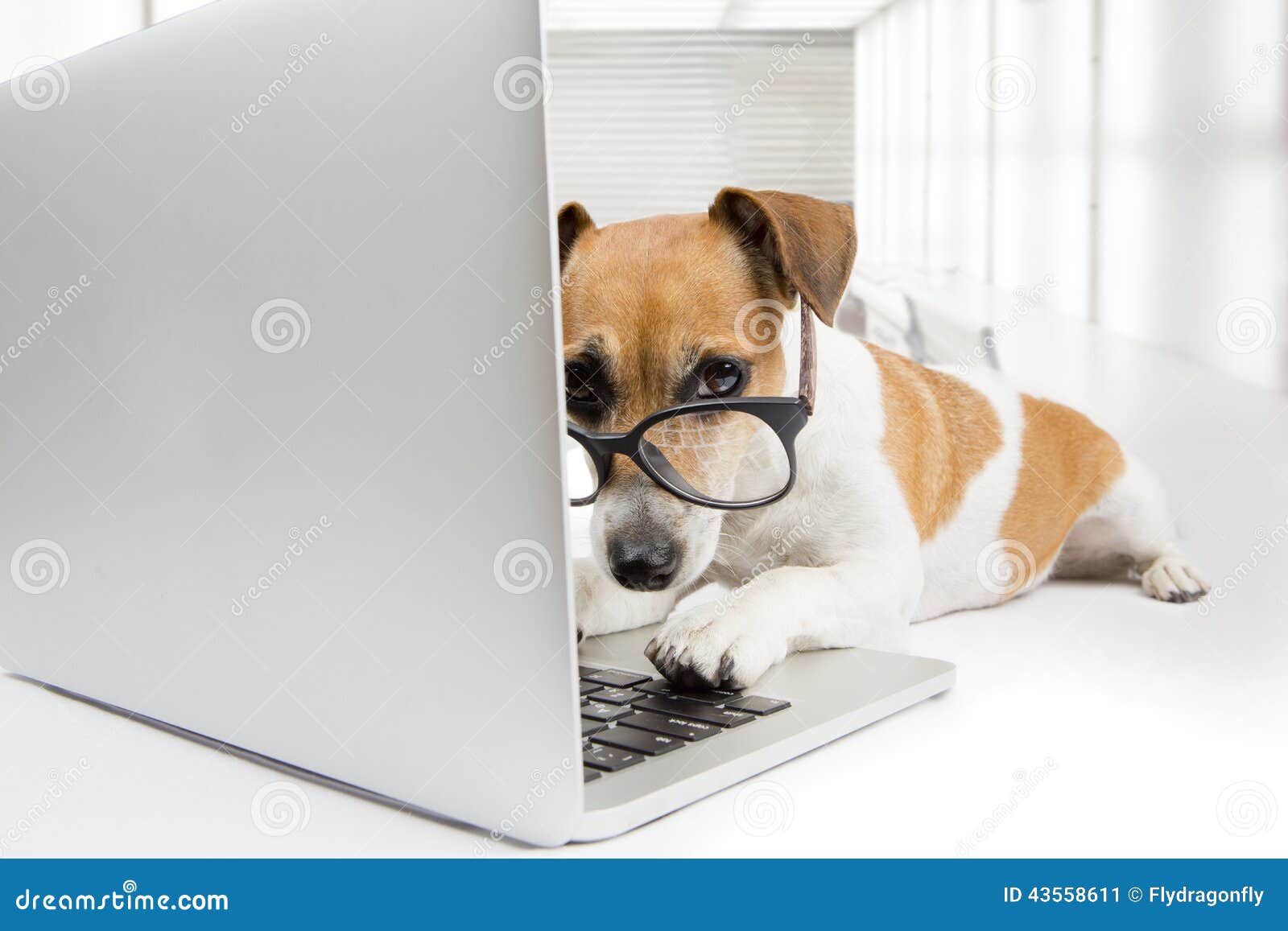 Cane del computer immagine stock. Immagine di vetri, animale - 43558611