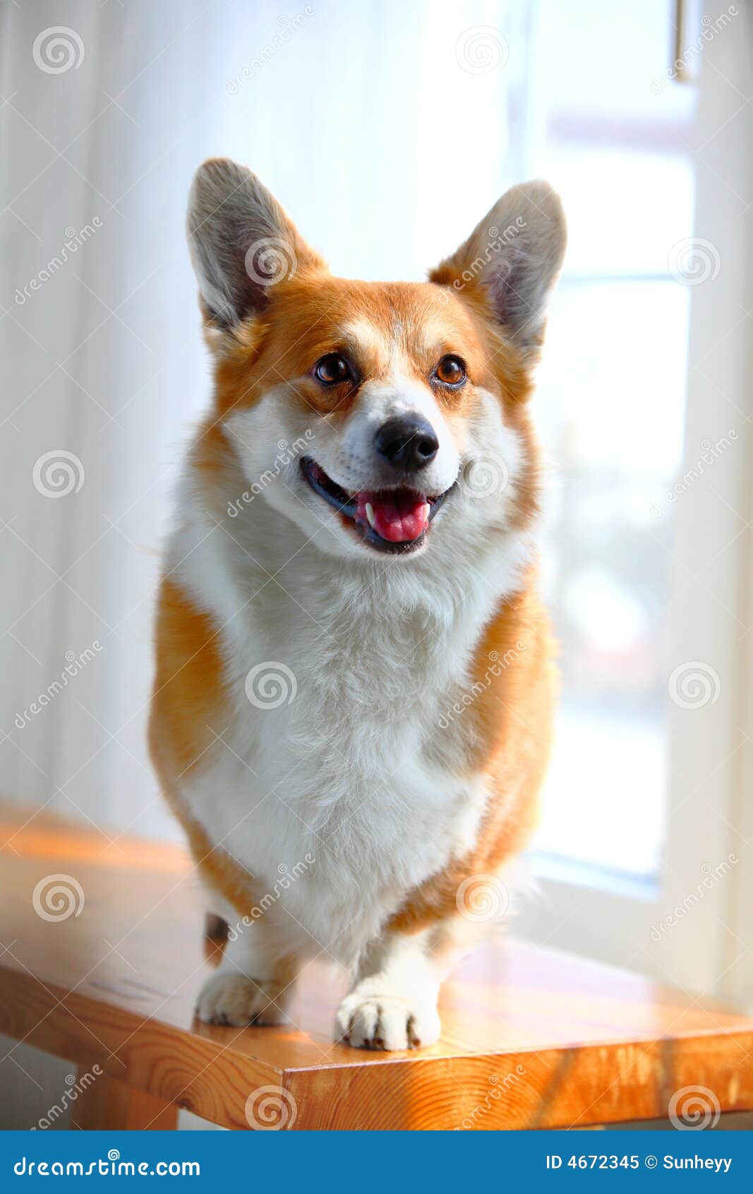 Cane del Corgi immagine stock. Immagine di affetto, adorabile - 4672345