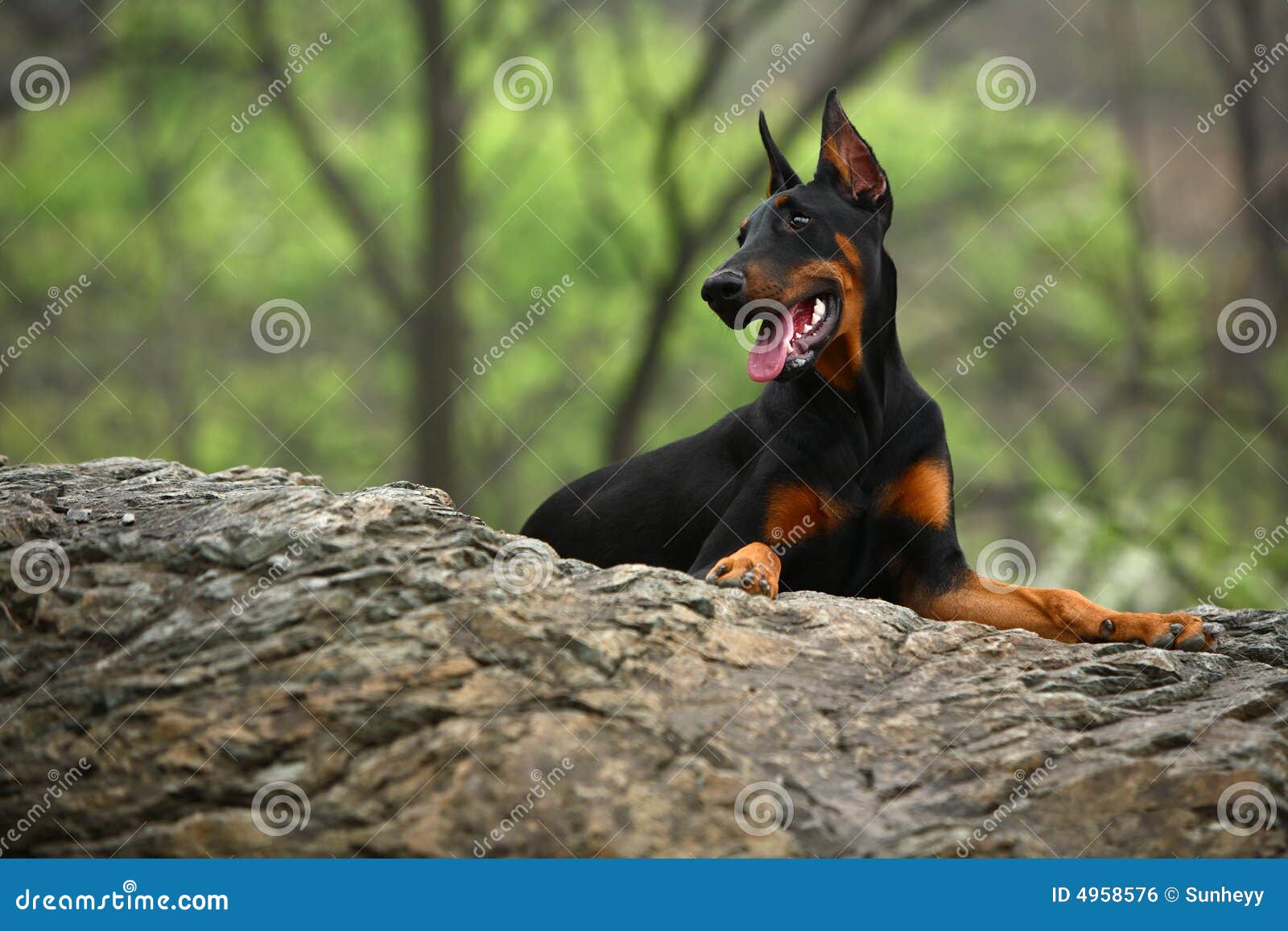 Cane del Doberman fotografia stock. Immagine di cane, basamento - 4958576