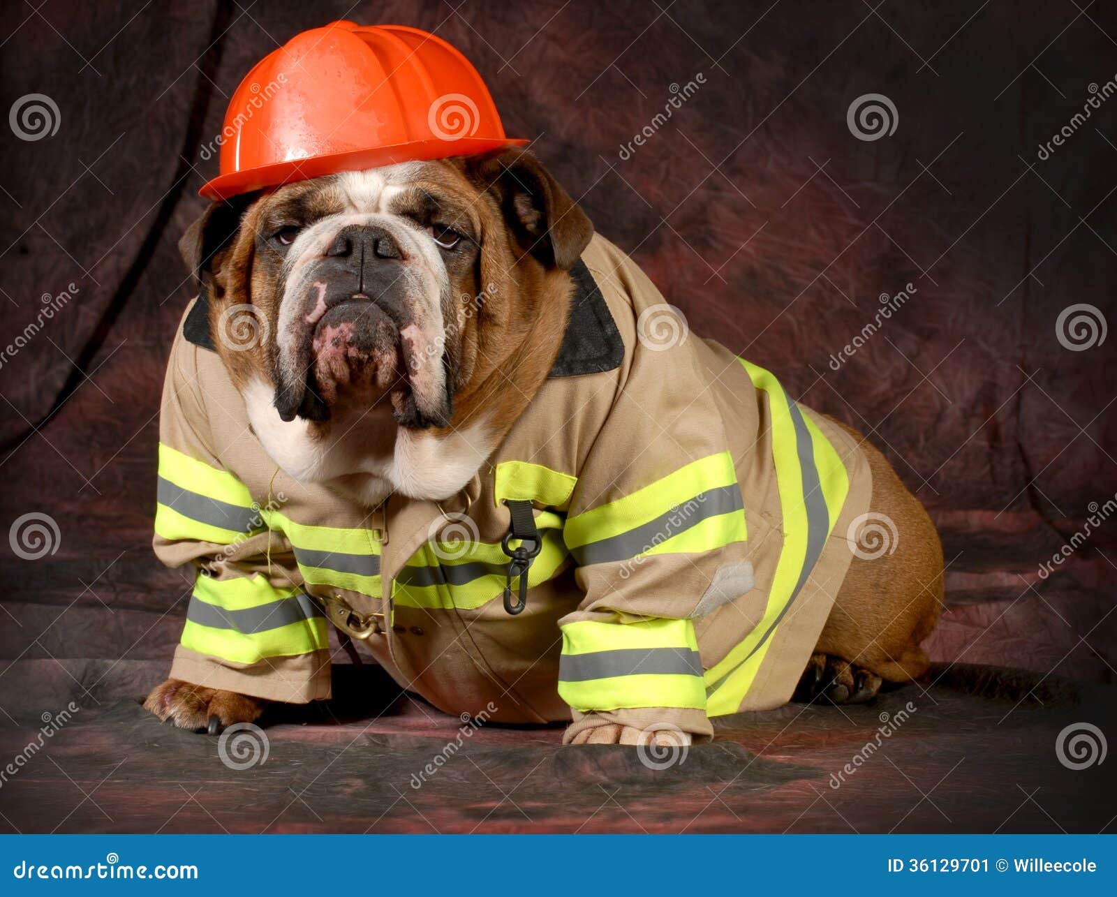 Cane del fuoco immagine stock. Immagine di costume, divertente - 36129701