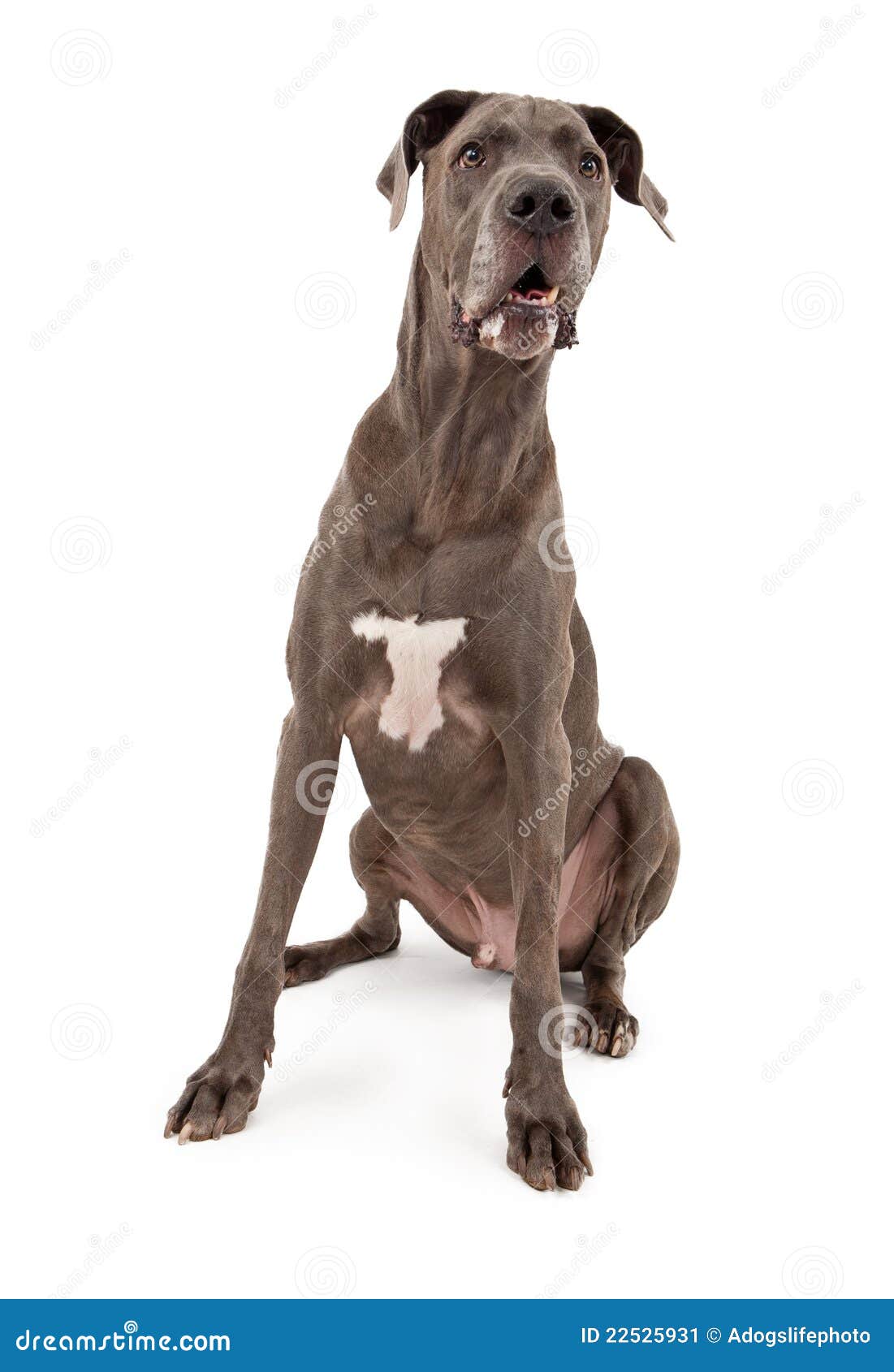 Cane del grande danese immagine stock. Immagine di carino - 22525931