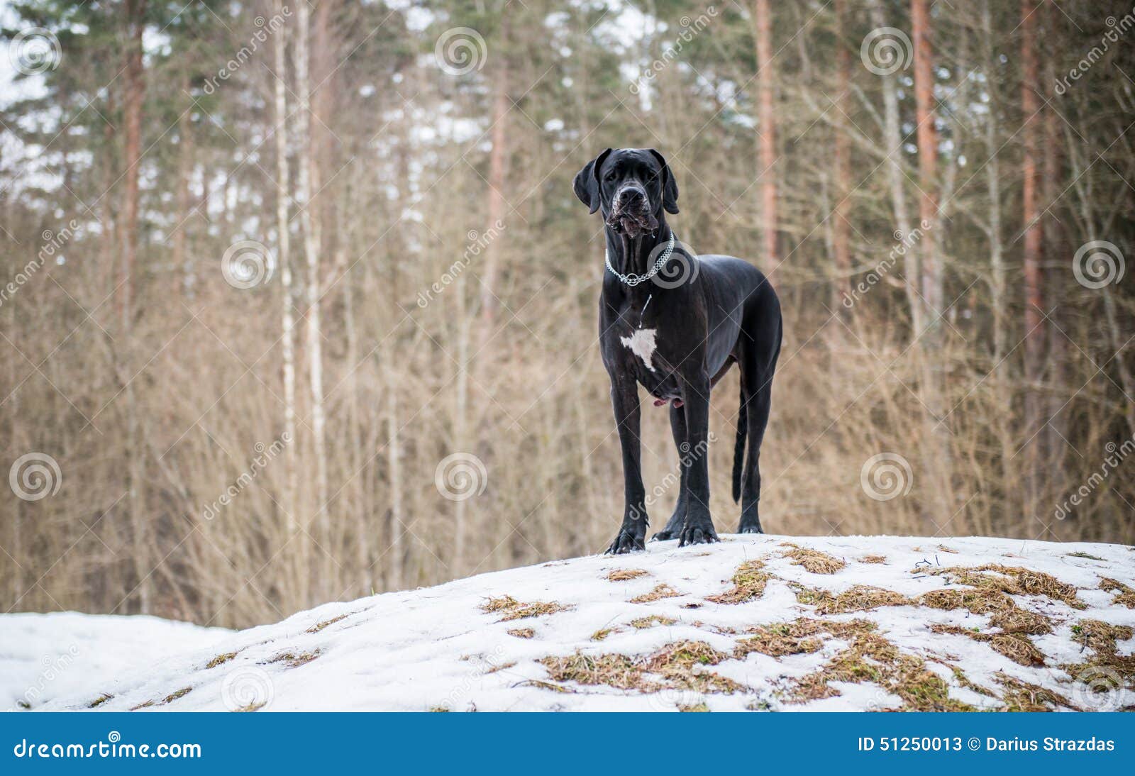Cane del grande danese immagine stock. Immagine di tedesco - 51250013