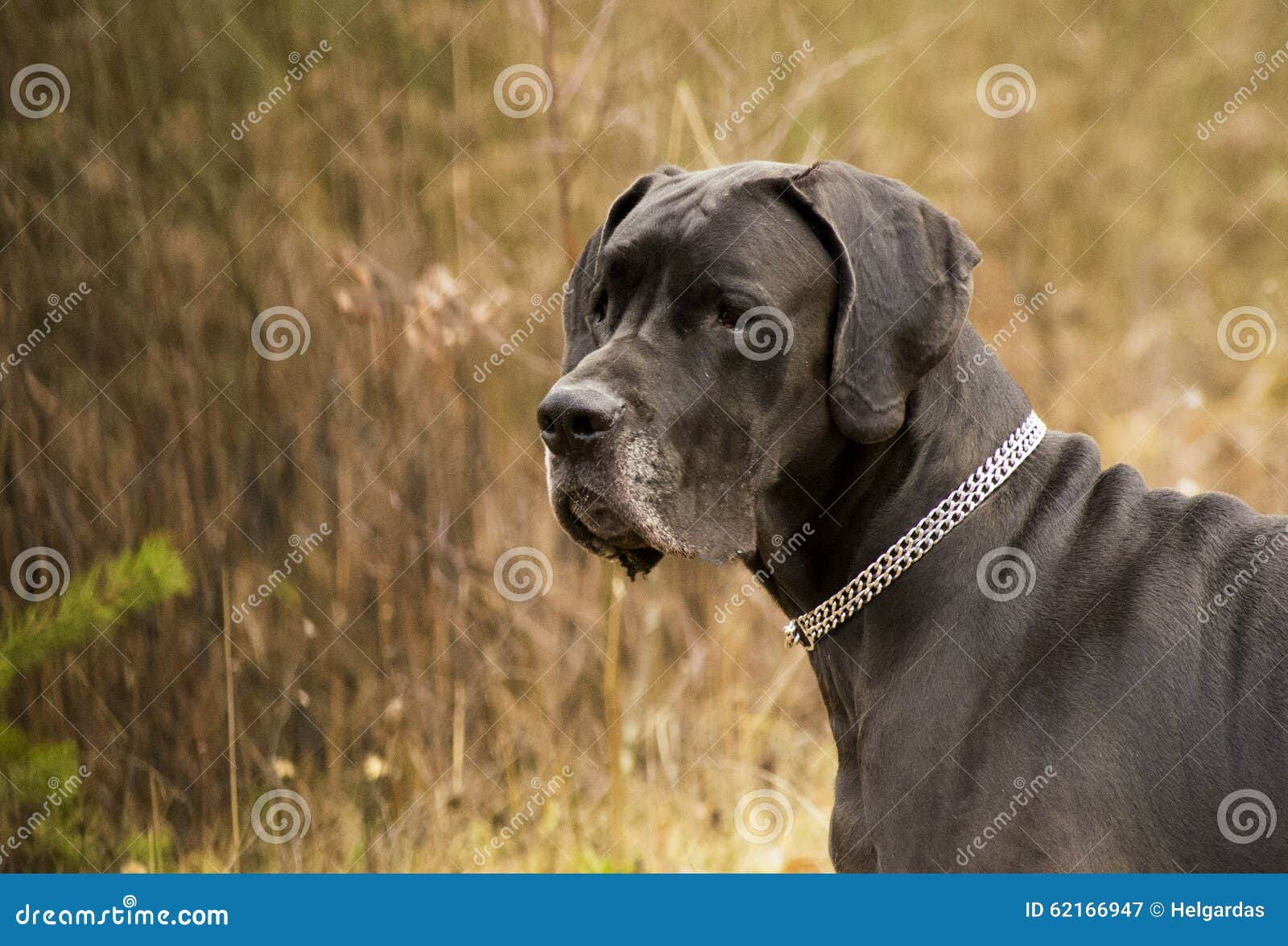 Cane del grande danese immagine stock. Immagine di nero - 62166947