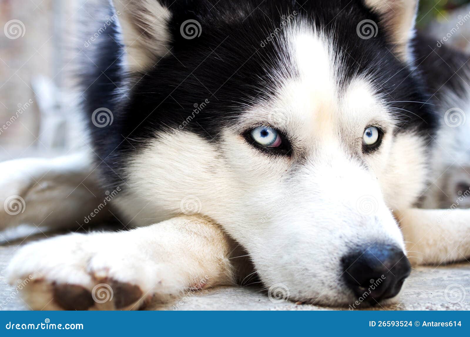 Cane del husky fotografia stock. Immagine di malamita - 26593524