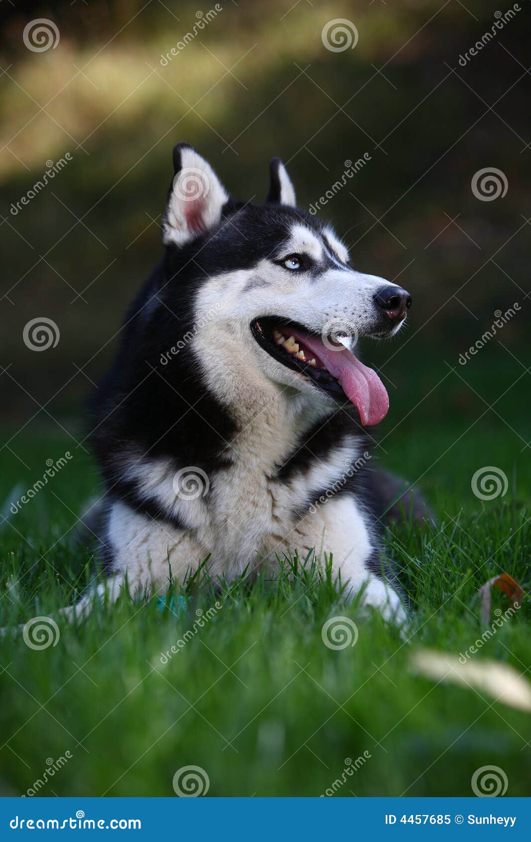 Cane del husky immagine stock. Immagine di foresta, dignità - 4457685
