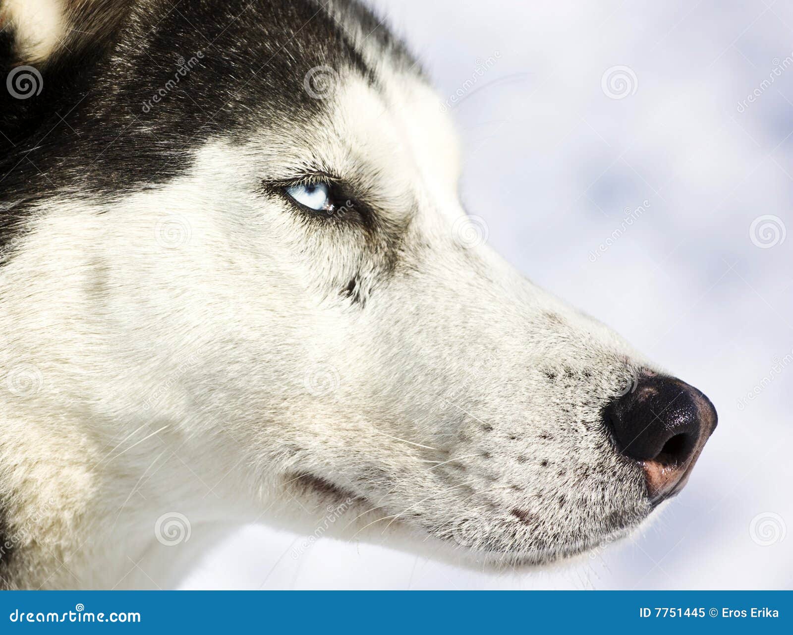 Cane Del Husky Immagine. Immagine: 7751445