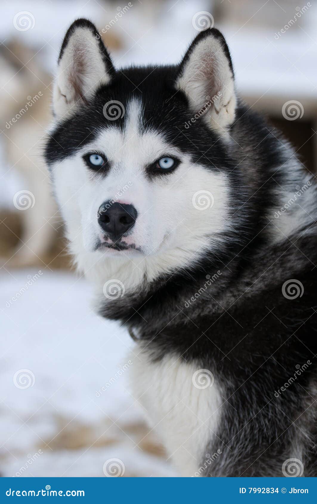 Cane del husky fotografia stock. Immagine di animale, cane - 7992834