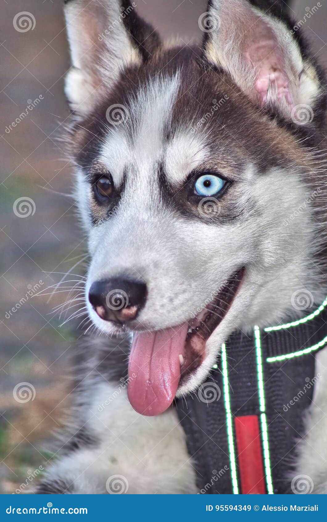 Cane Del Husky Del Cucciolo Immagine Stock - Immagine di carino, occhio ...