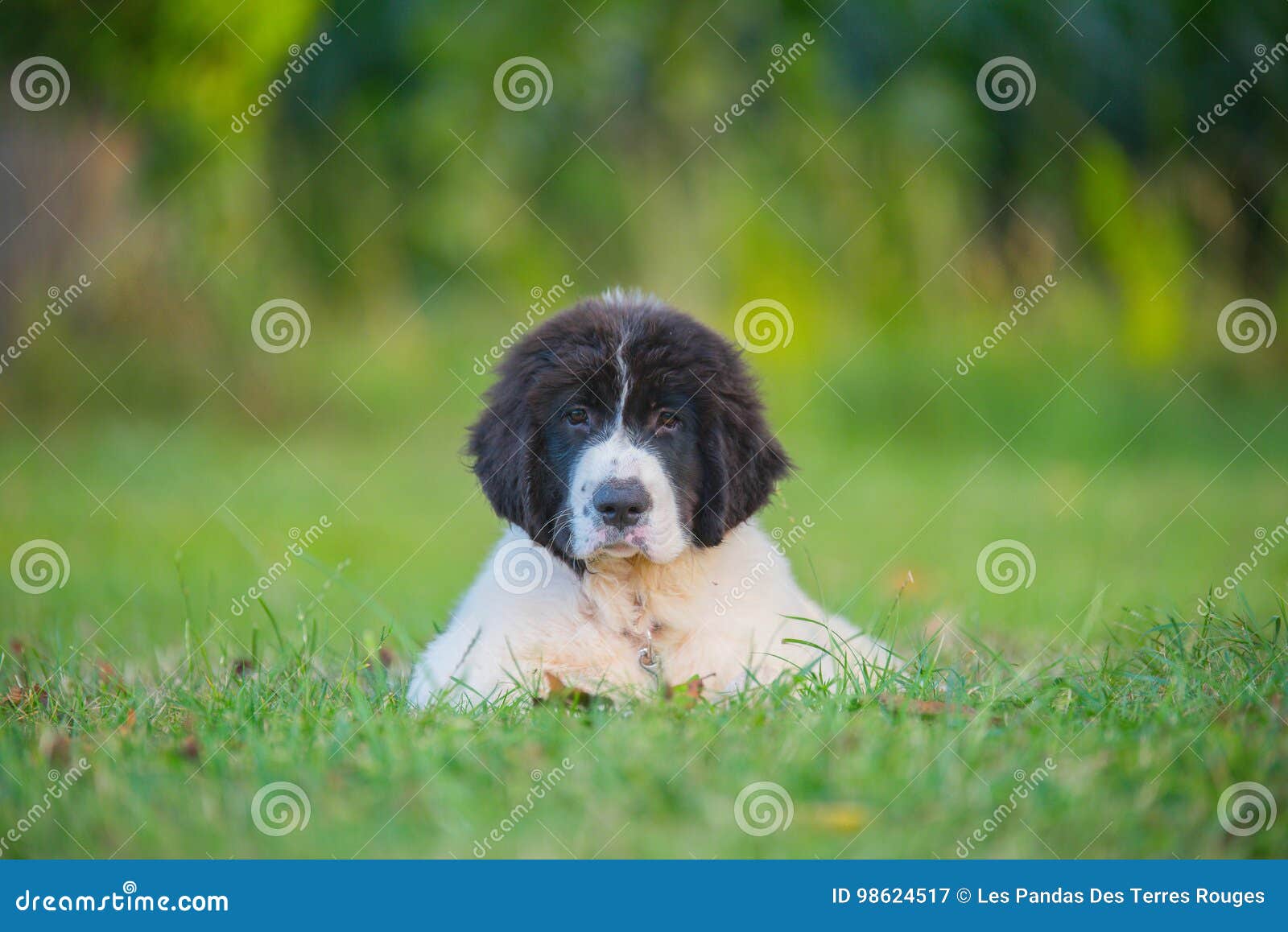 Cane Del Landseer Del Cucciolo Immagine Stock - Immagine di amici ...