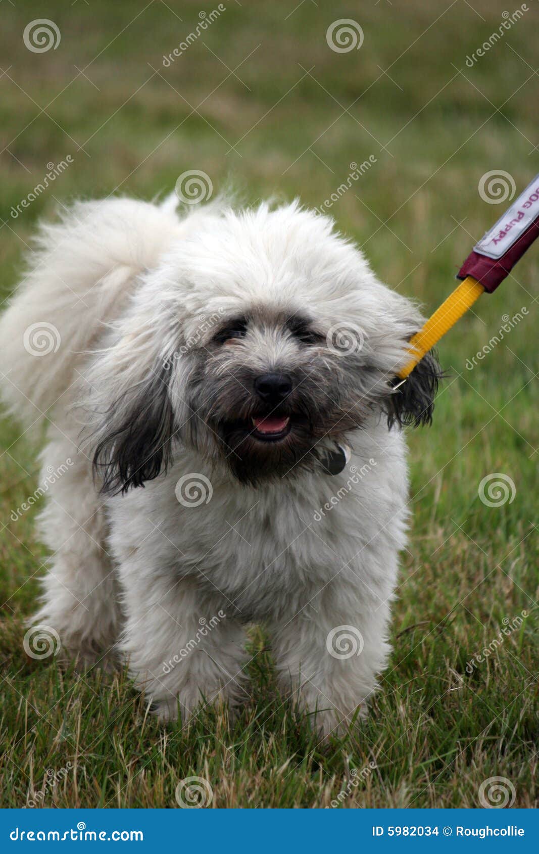 Cane Del Leone Di Aka Di Lowchen Piccolo Fotografia Stock - Immagine di ...