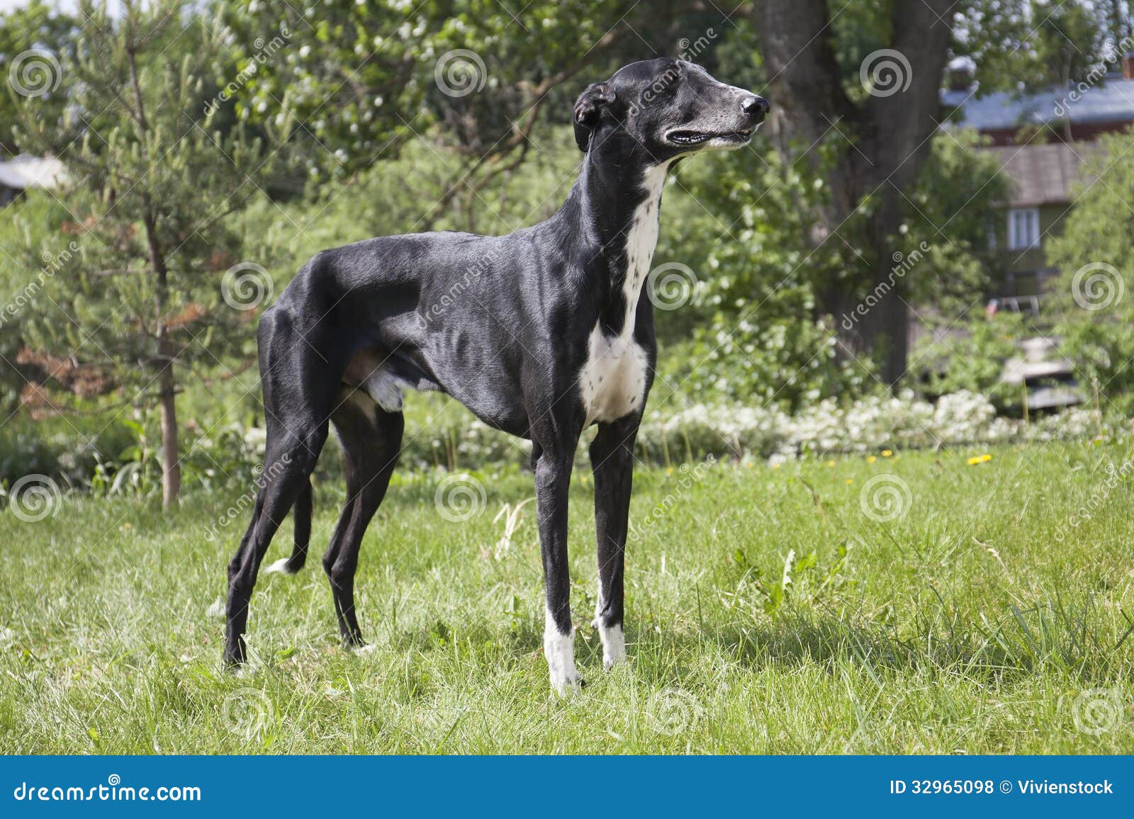 Cane del levriero di Hort fotografia stock. Immagine di bianco - 32965098