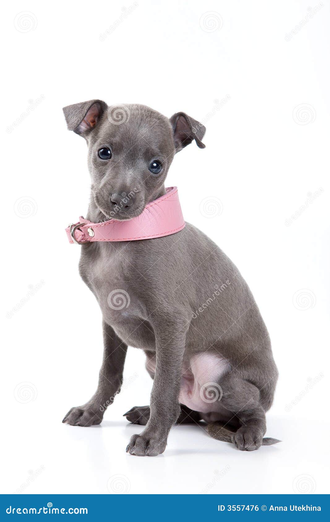 Cane del levriero italiano fotografia stock. Immagine di giù - 3557476