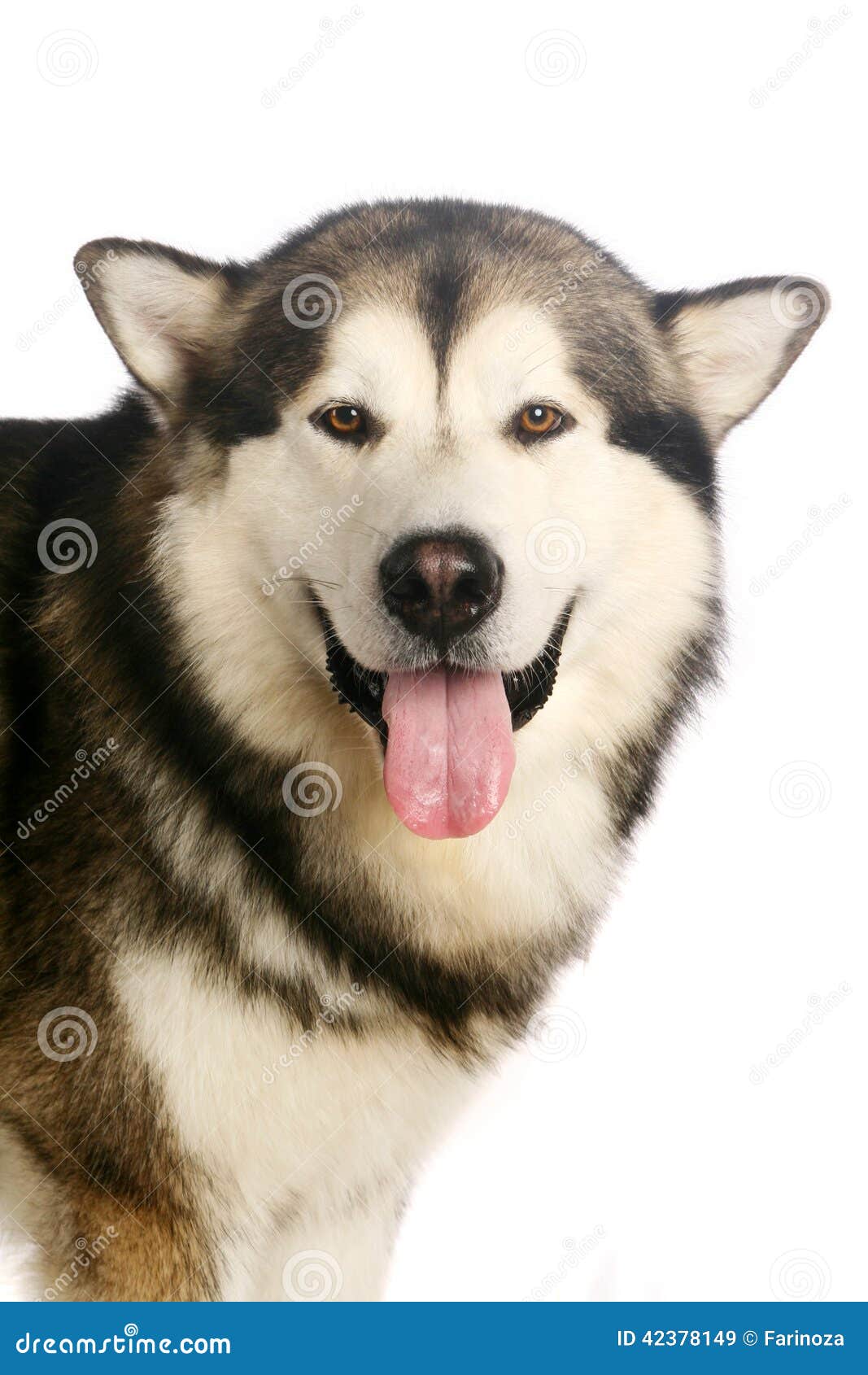Cane Del Malamute D'Alasca Su Bianco Immagine Stock - Immagine di ...