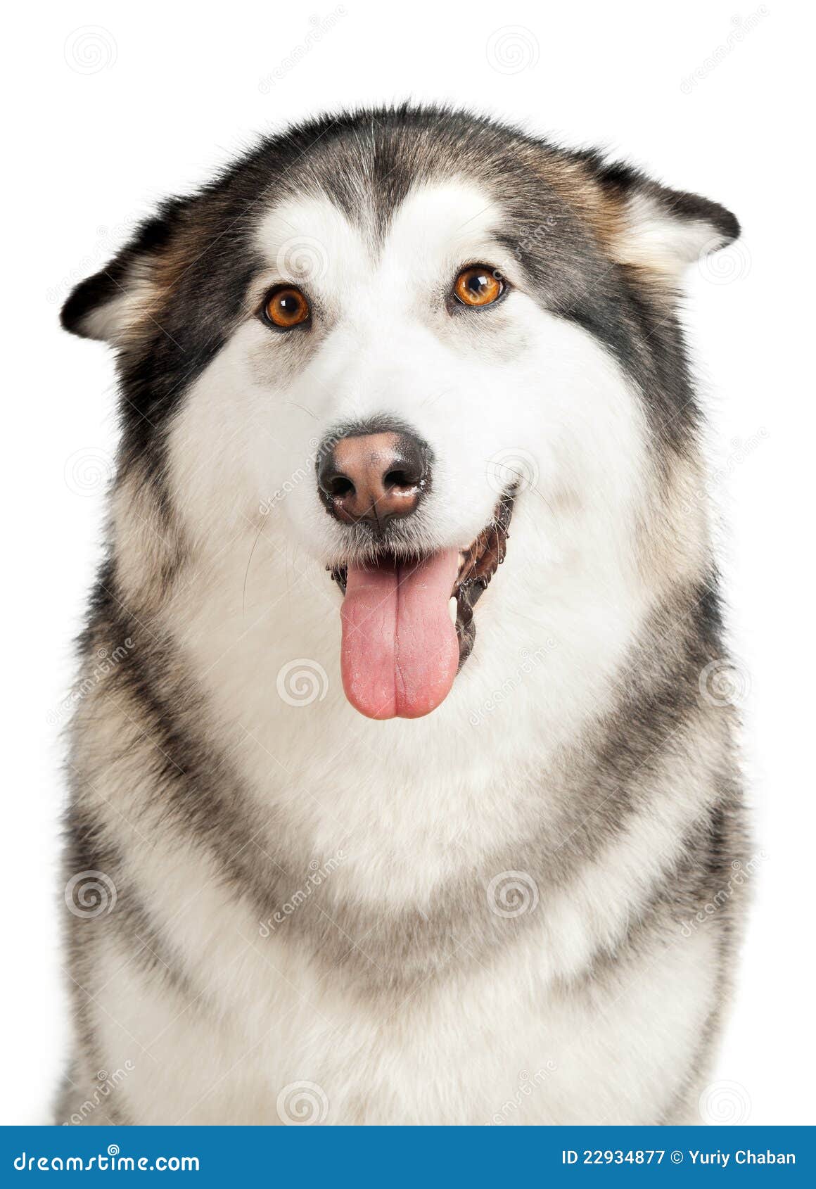 Cane Del Malamute Dell'Alaska Immagine Stock - Immagine di carino ...