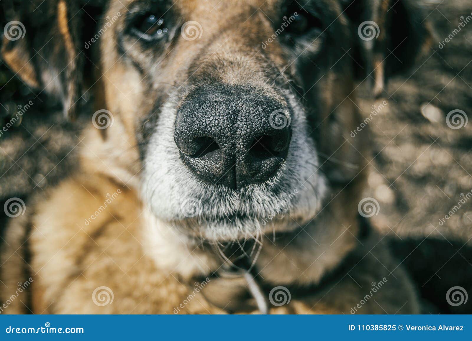 Cane Del Muso Senza Fine Della Razza Su Immagine Stock - Immagine di ...